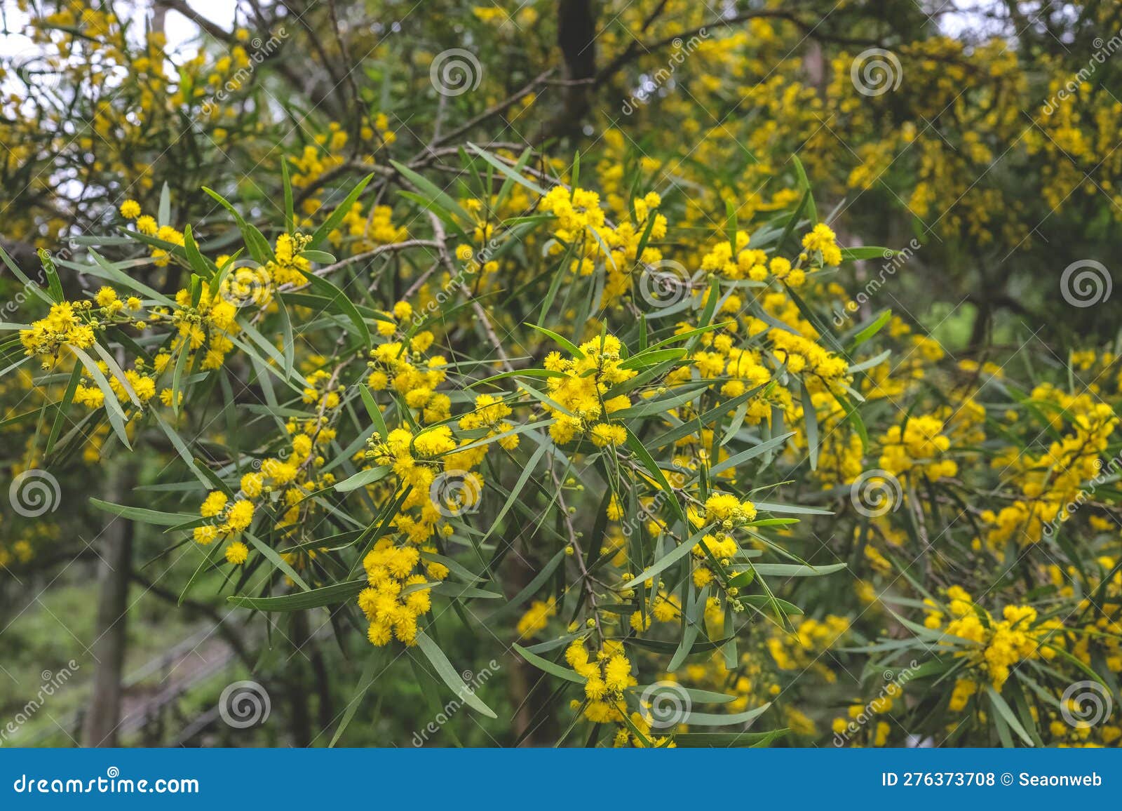 Flowering Cootamundra Wattle Acacia Baileyana Tree Stock Photo - Image ...
