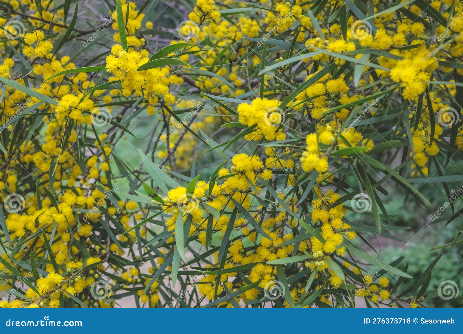 Flowering Cootamundra Wattle Acacia Baileyana Tree Stock Photo - Image ...