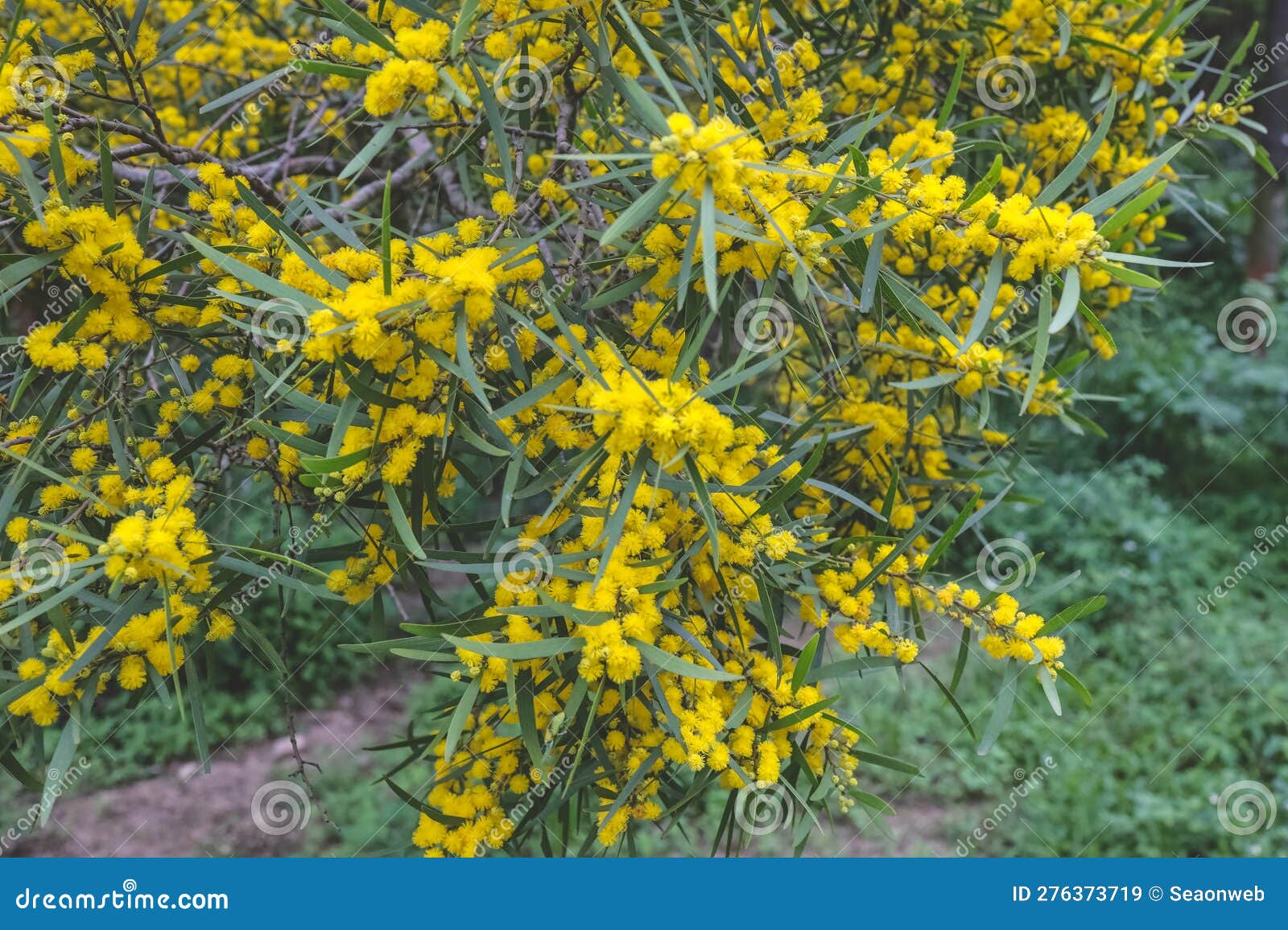 Flowering Cootamundra Wattle Acacia Baileyana Tree Stock Image - Image ...