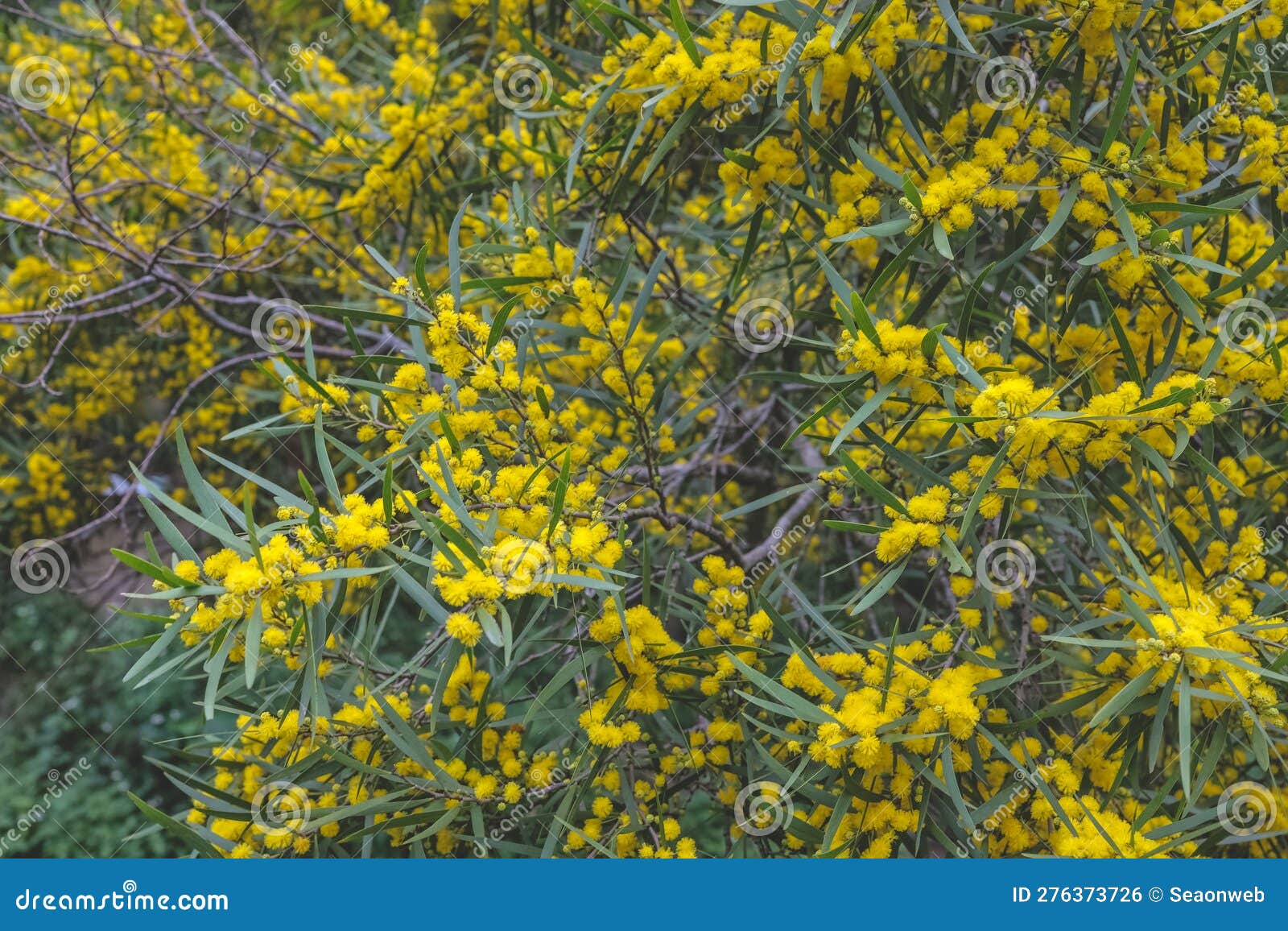 Flowering Cootamundra Wattle Acacia Baileyana Tree Stock Photo - Image ...