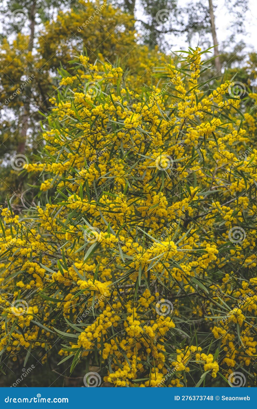 Flowering Cootamundra Wattle Acacia Baileyana Tree Stock Photo - Image ...