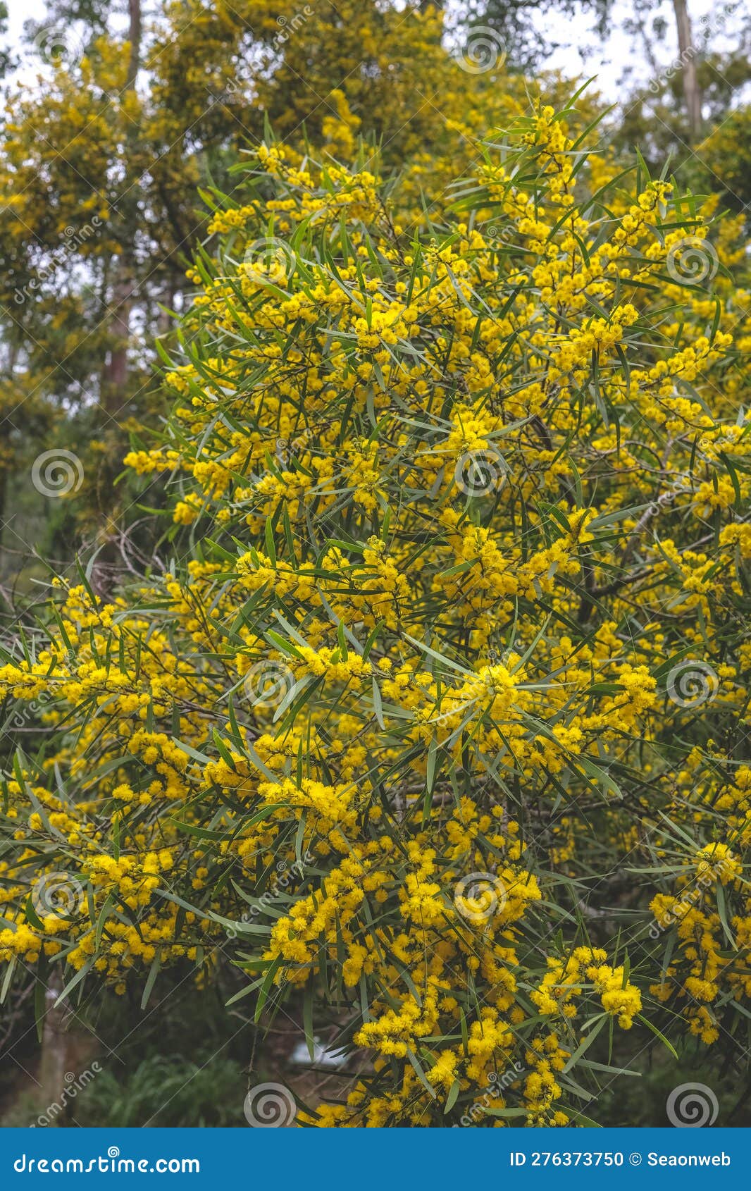 -flowering Cootamundra Wattle Acacia Baileyana Tree Stock Photo - Image ...