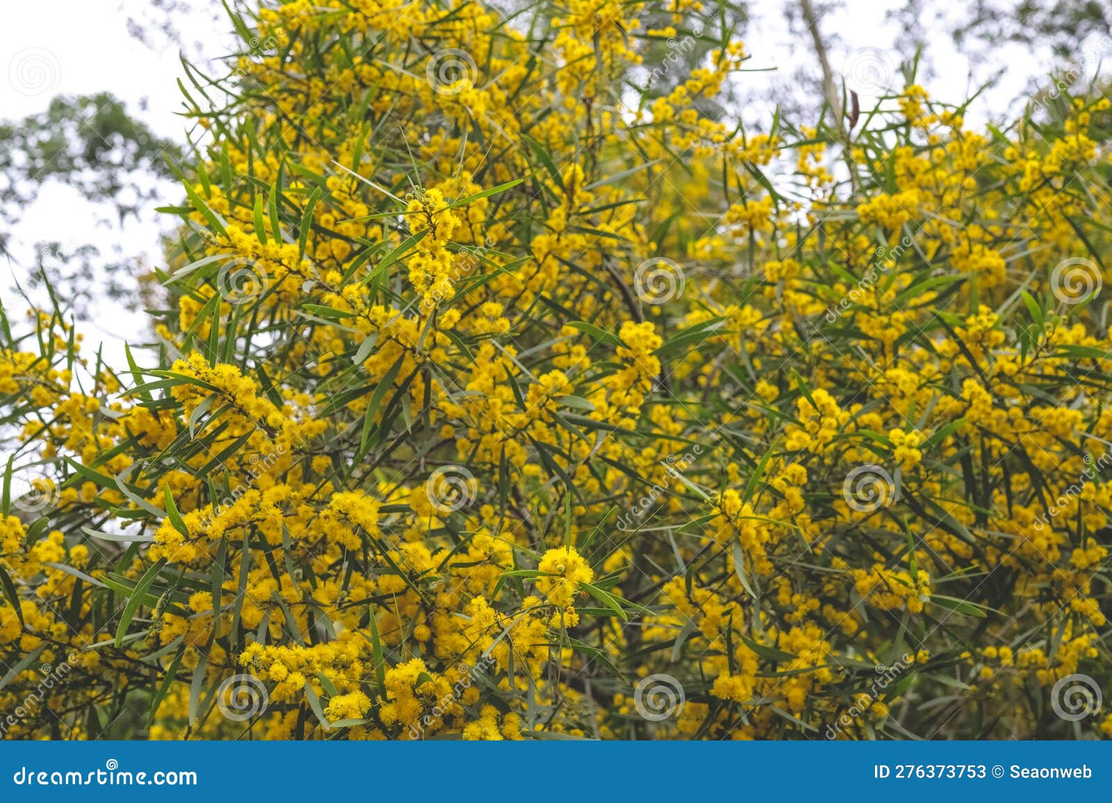 Flowering Cootamundra Wattle Acacia Baileyana Tree Stock Image - Image ...