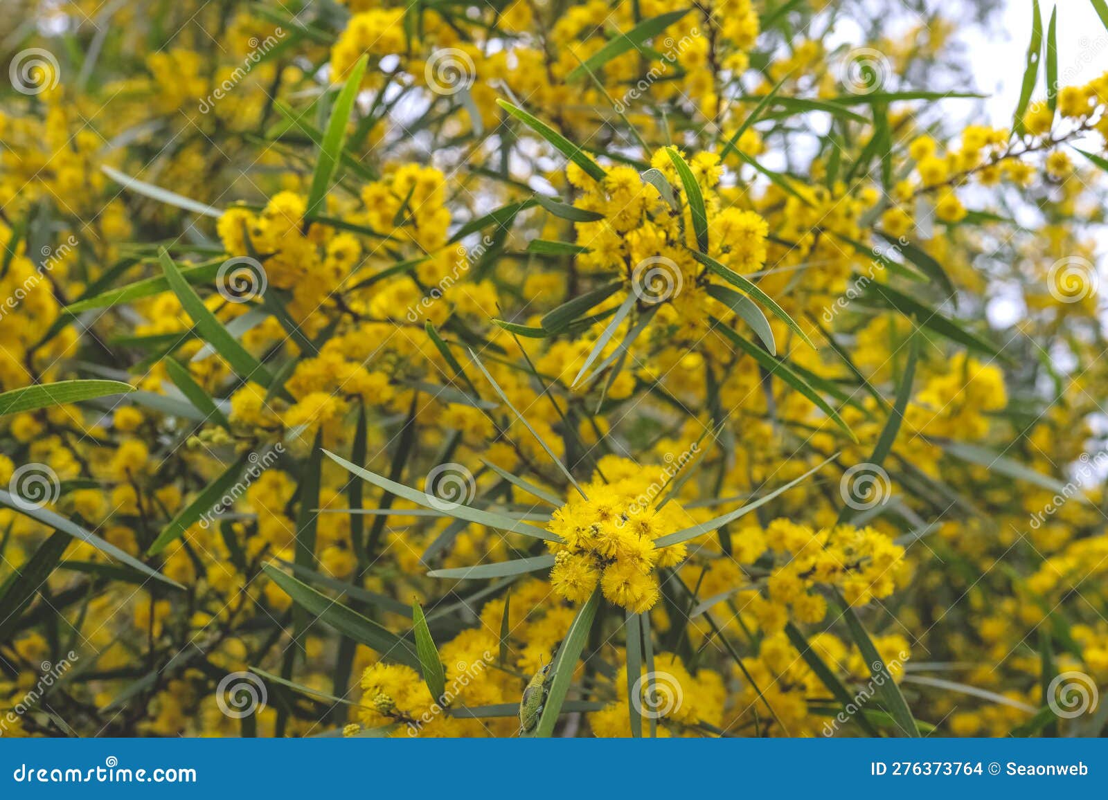 Flowering Cootamundra Wattle Acacia Baileyana Tree Stock Photo - Image ...