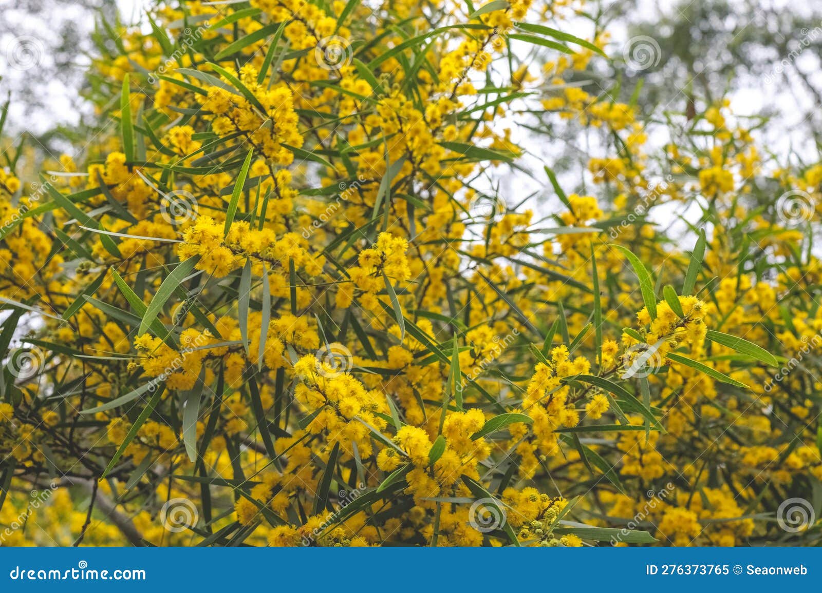 Flowering Cootamundra Wattle Acacia Baileyana Tree Stock Image - Image ...