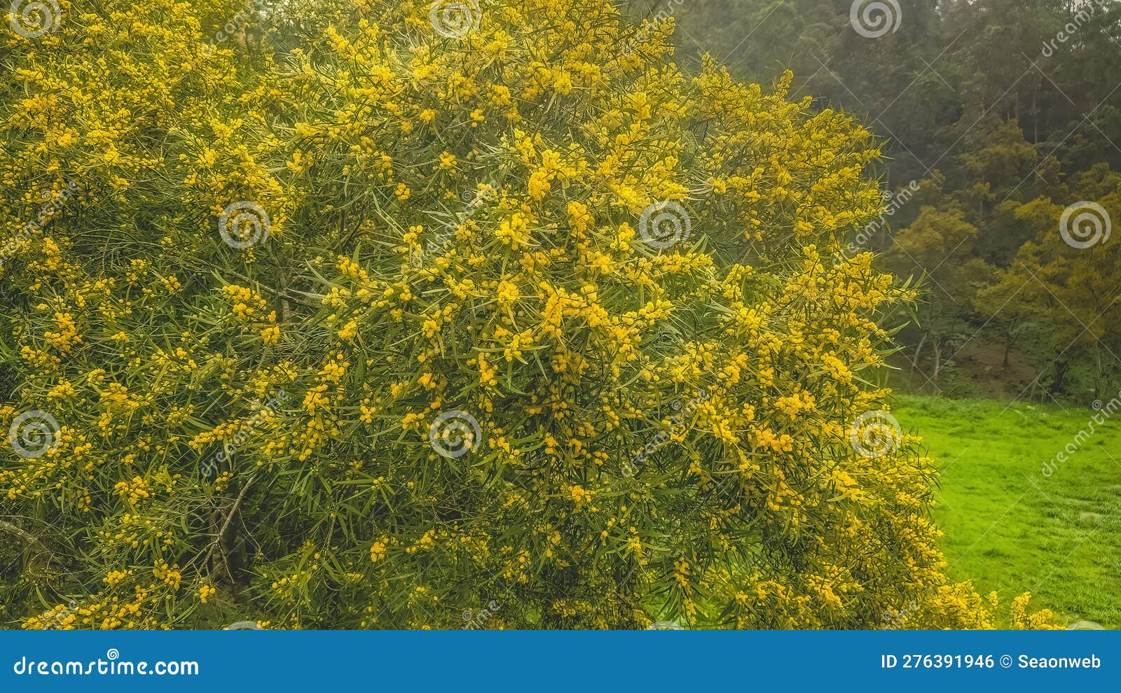 A Flowering Cootamundra Wattle Acacia Baileyana Tree Stock Photo ...