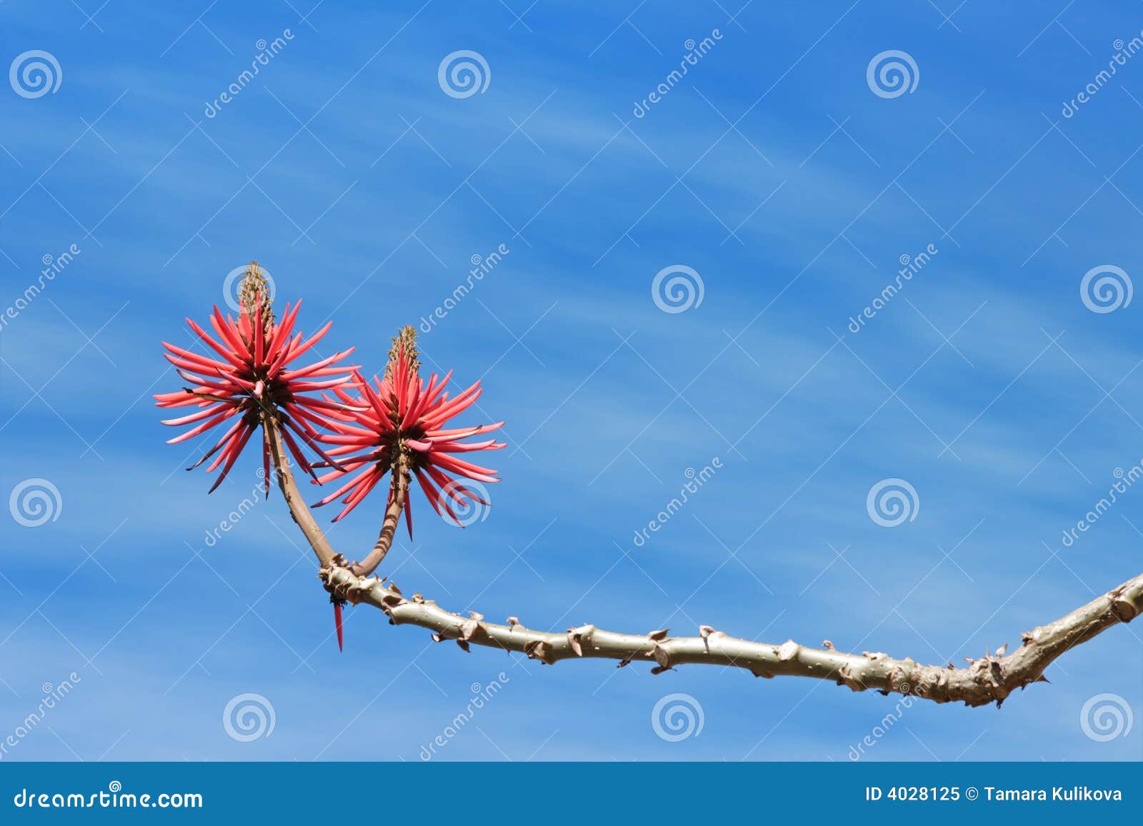 Flowering coral tree stock image. Image of showy, bloom - 4028125