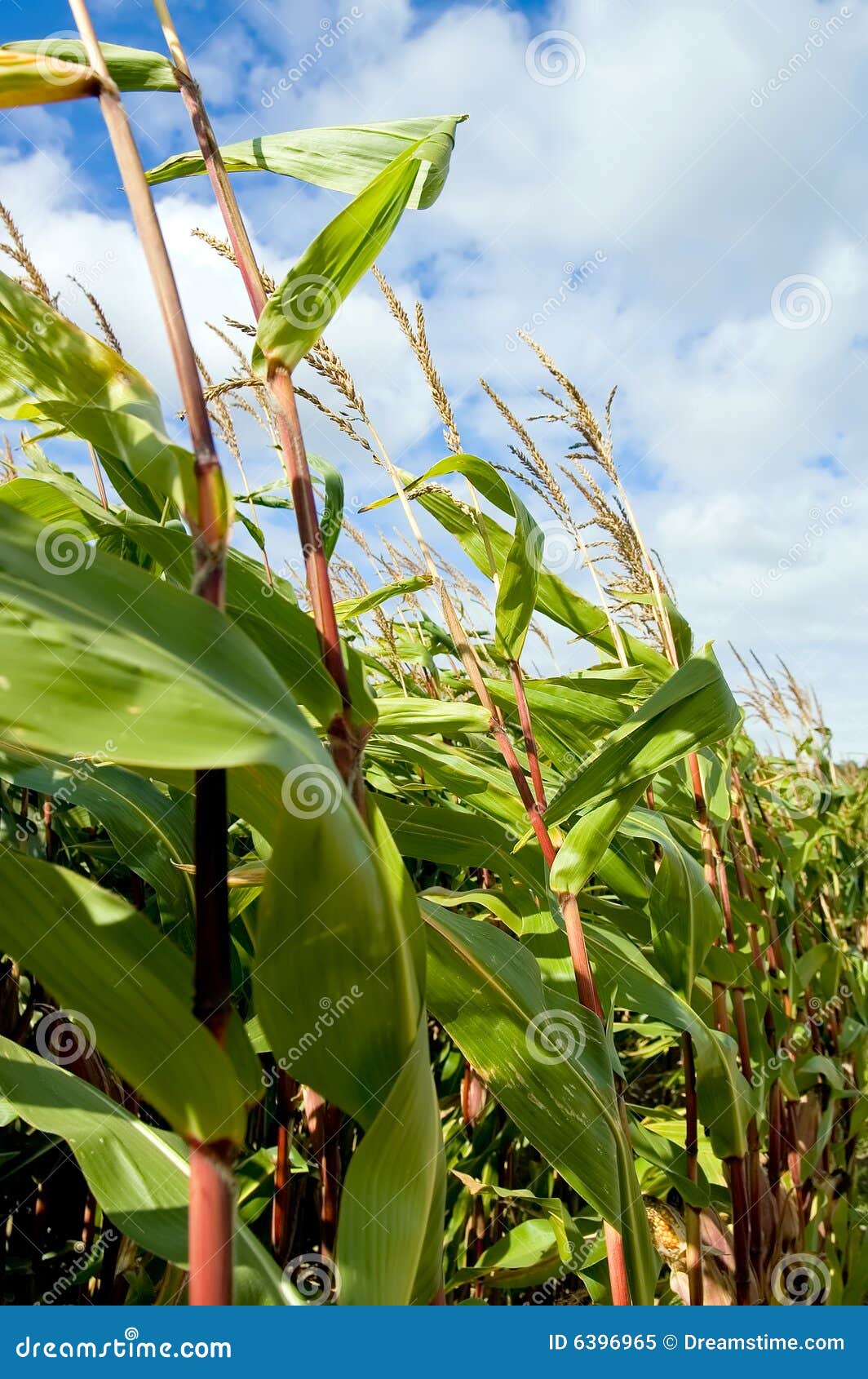 Flowering Corn stock image. Image of agriculture, husk - 6396965