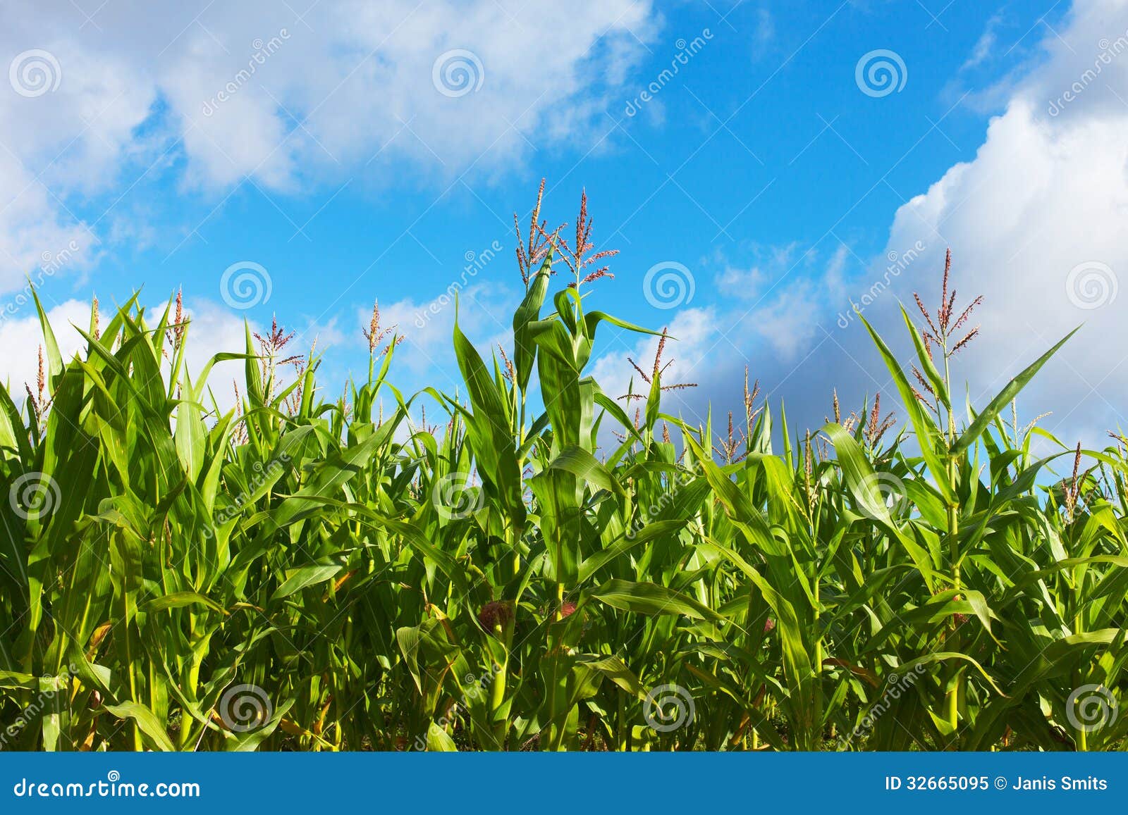 Flowering corn. stock image. Image of traditional, field - 32665095