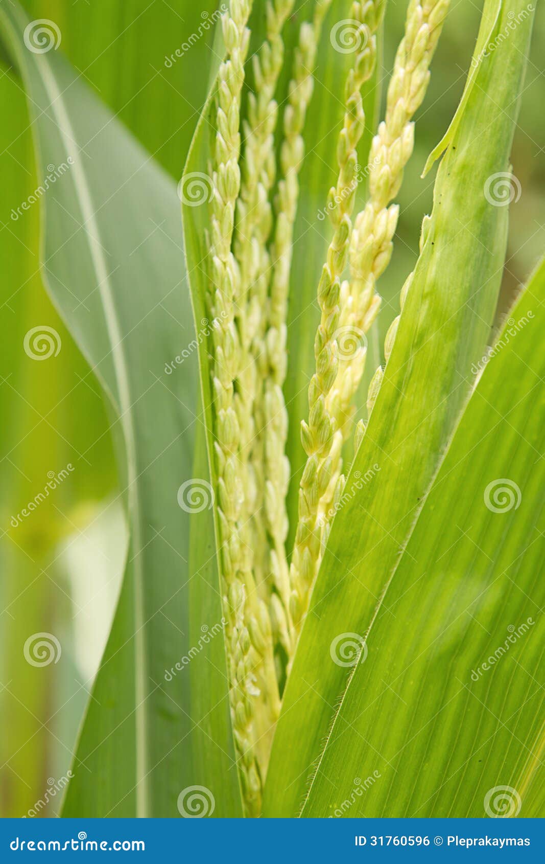 A flowering corn field stock photo. Image of naturally - 31760596