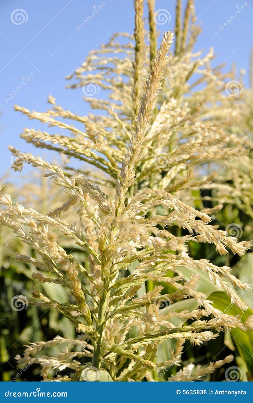 Flowering Corn Plant during Harvest Stock Photo - Image of diet, tint ...