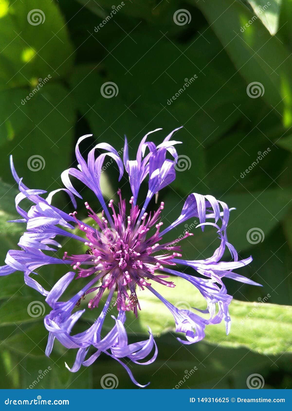 Flowering Cornflower on a Green Background of Grass and Leaves Stock ...