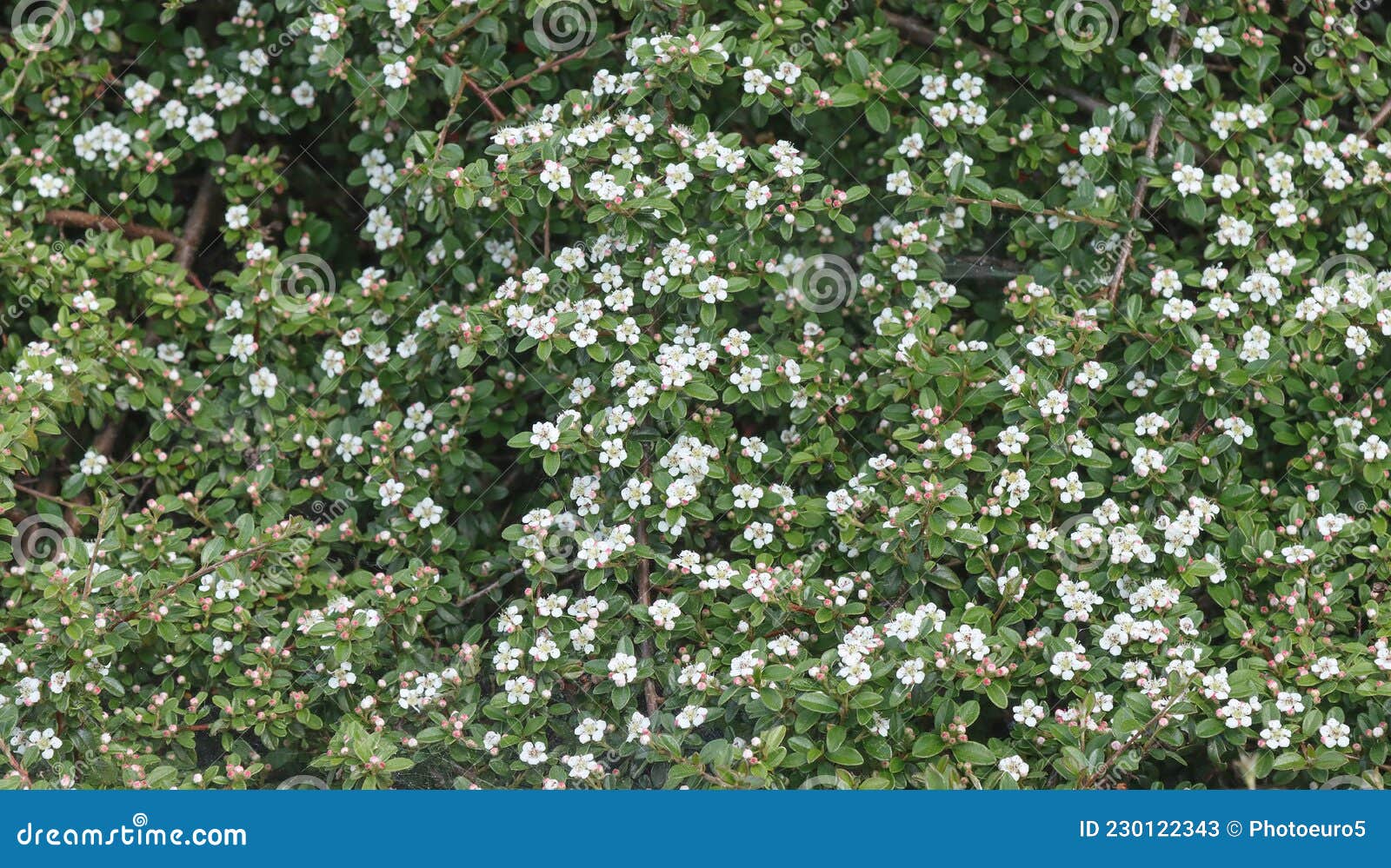 Flowering cotoneaster bush stock image. Image of plant - 230122343