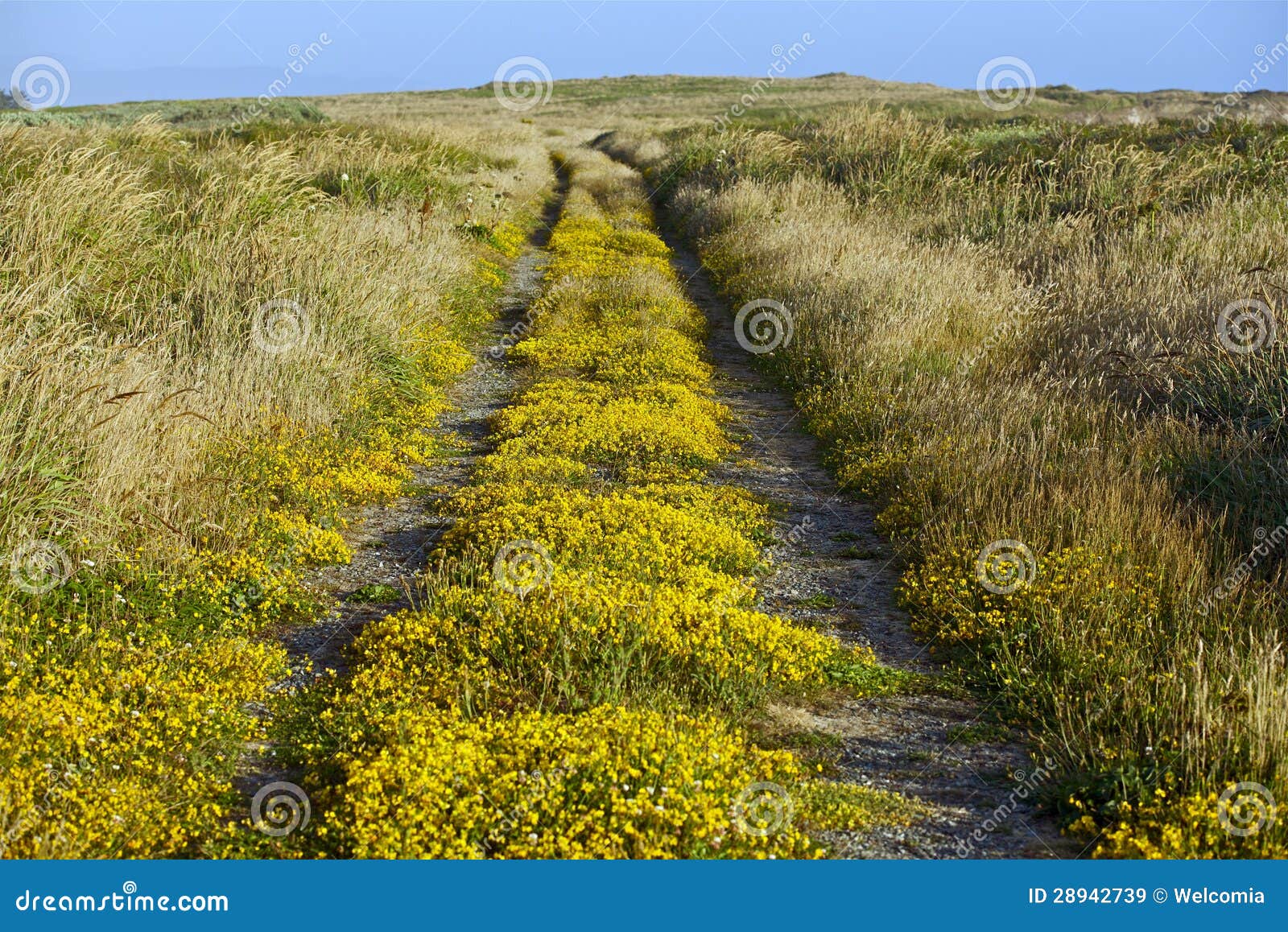 Flowering Country Road stock image. Image of grassland - 28942739