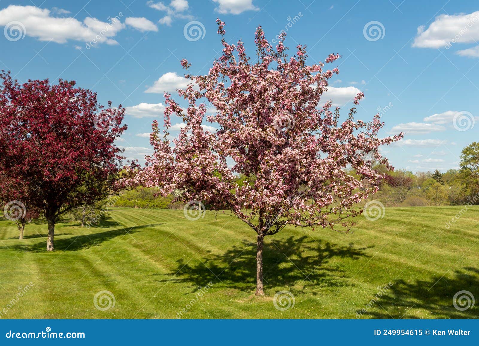 Flowering Crab Apple Trees in Spring Stock Image - Image of blossom ...