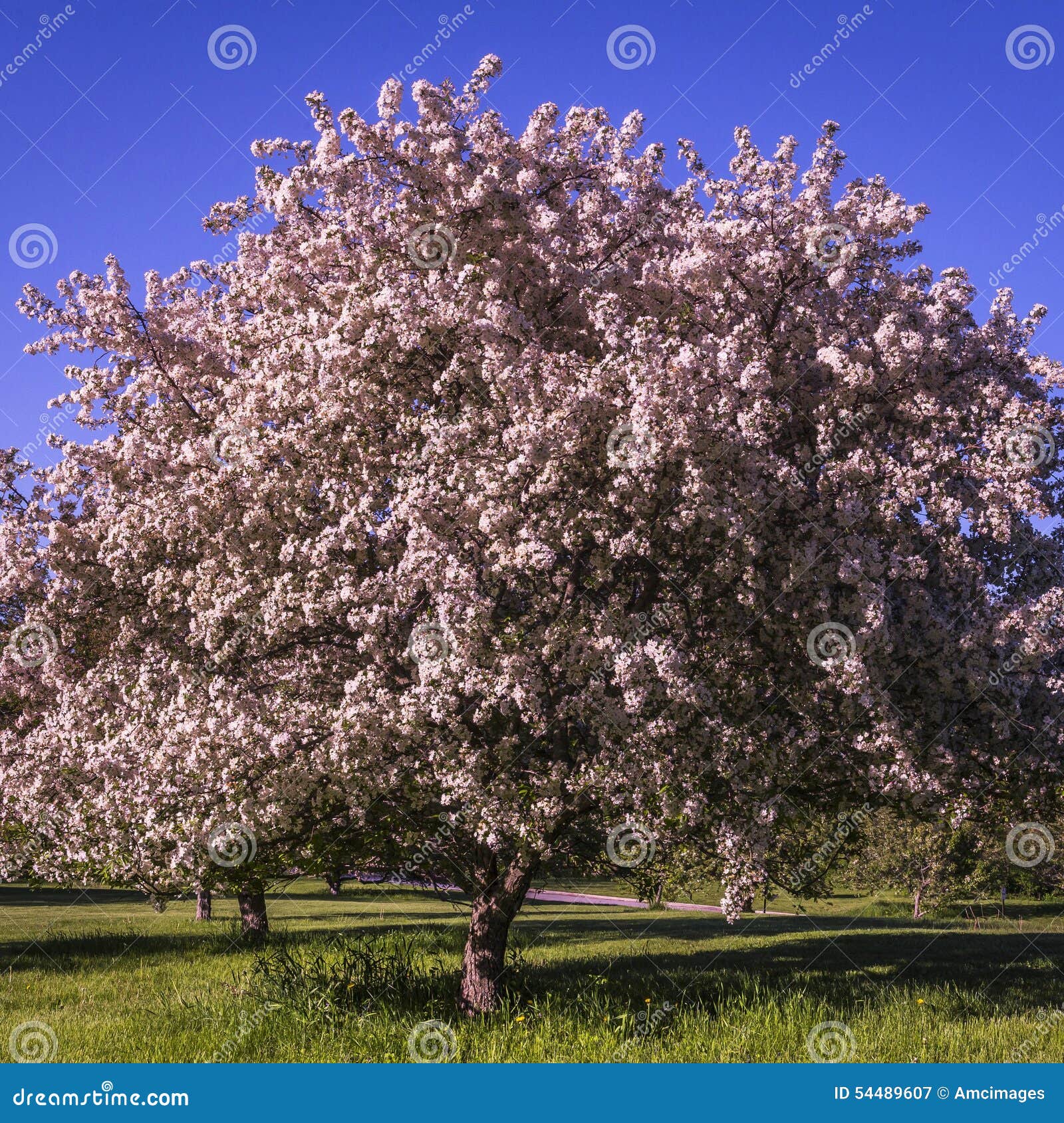 Flowering Crabapple Tree in the Spring Stock Image - Image of flowers ...