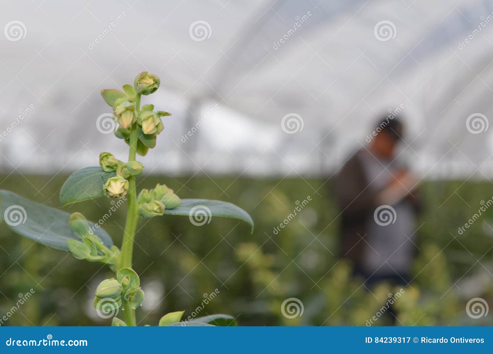 Flowering Cranberries Plant Stock Image - Image of leaves ...