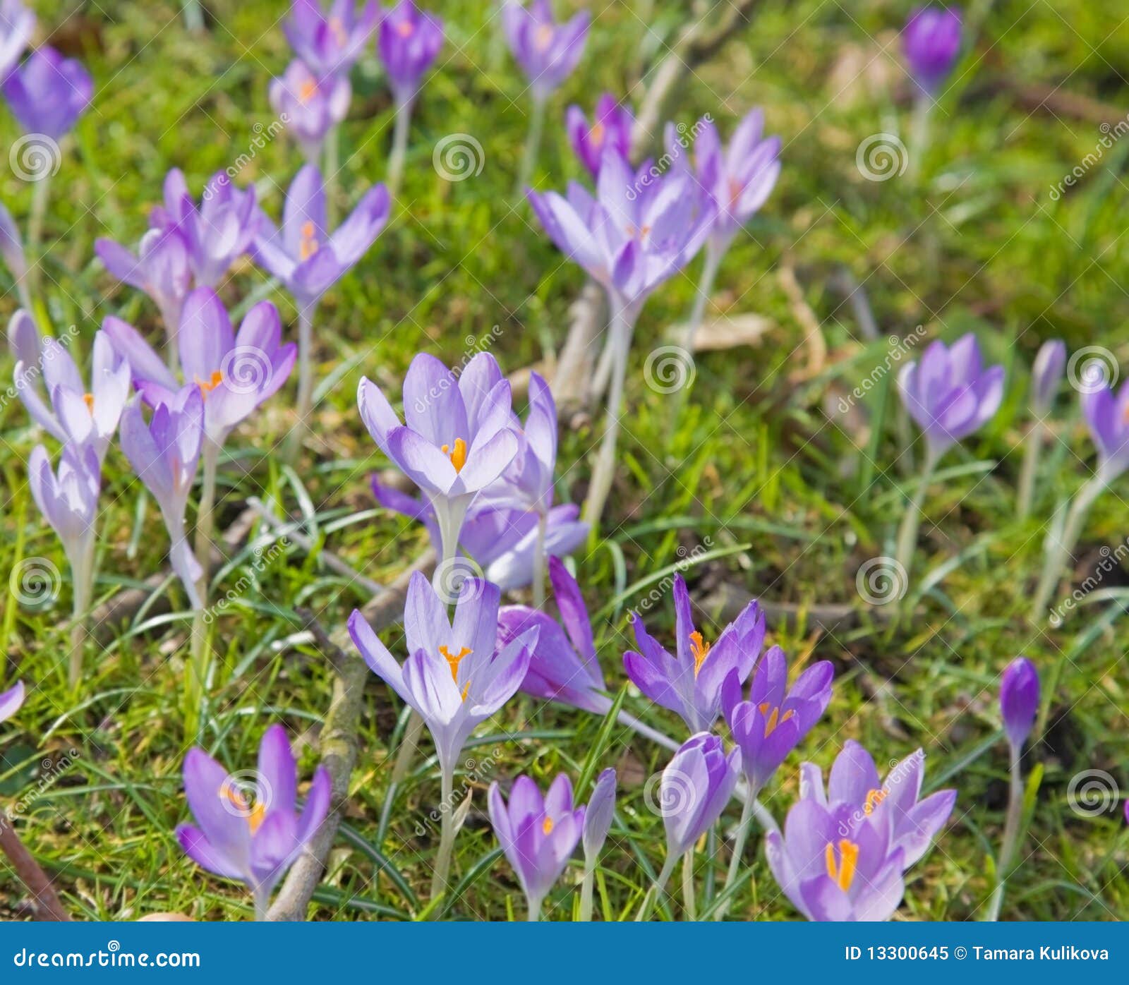 Flowering crocus stock image. Image of beauty, flower - 13300645