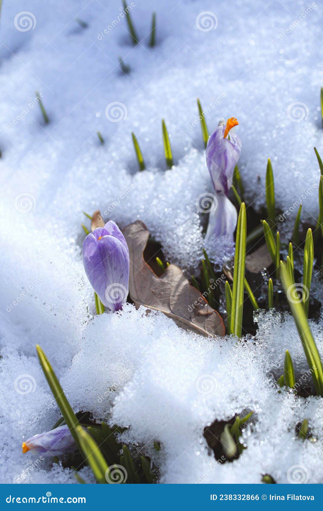 Flowering Crocuses Under the Snow. Winter Background Stock Photo ...