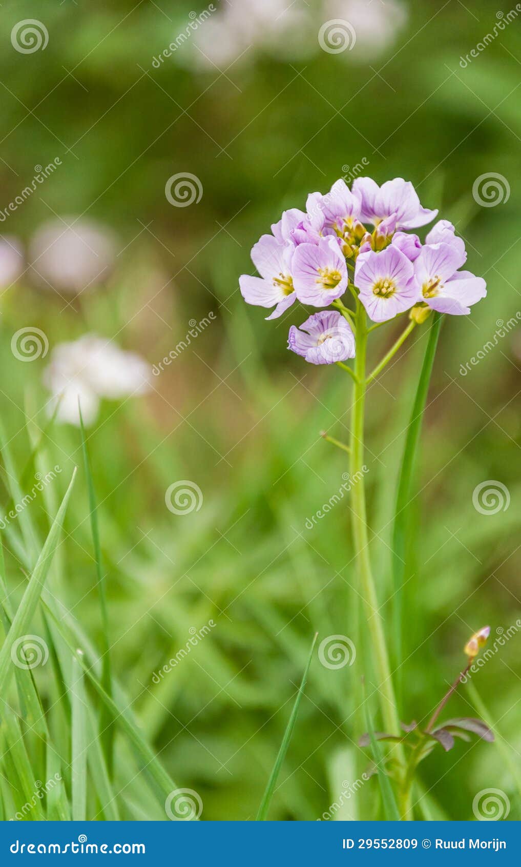 Flowering Cuckoo Flower or Lady S Smock Stock Image - Image of bloom ...