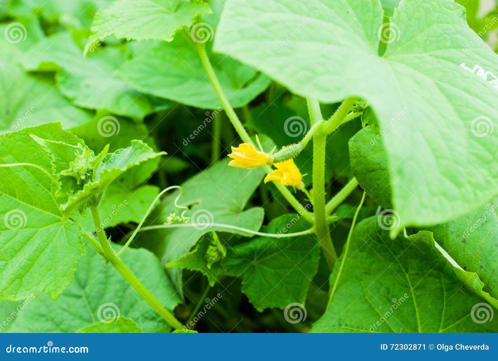 Flowering of Cucumber in the Greenhouse Stock Image - Image of garden ...