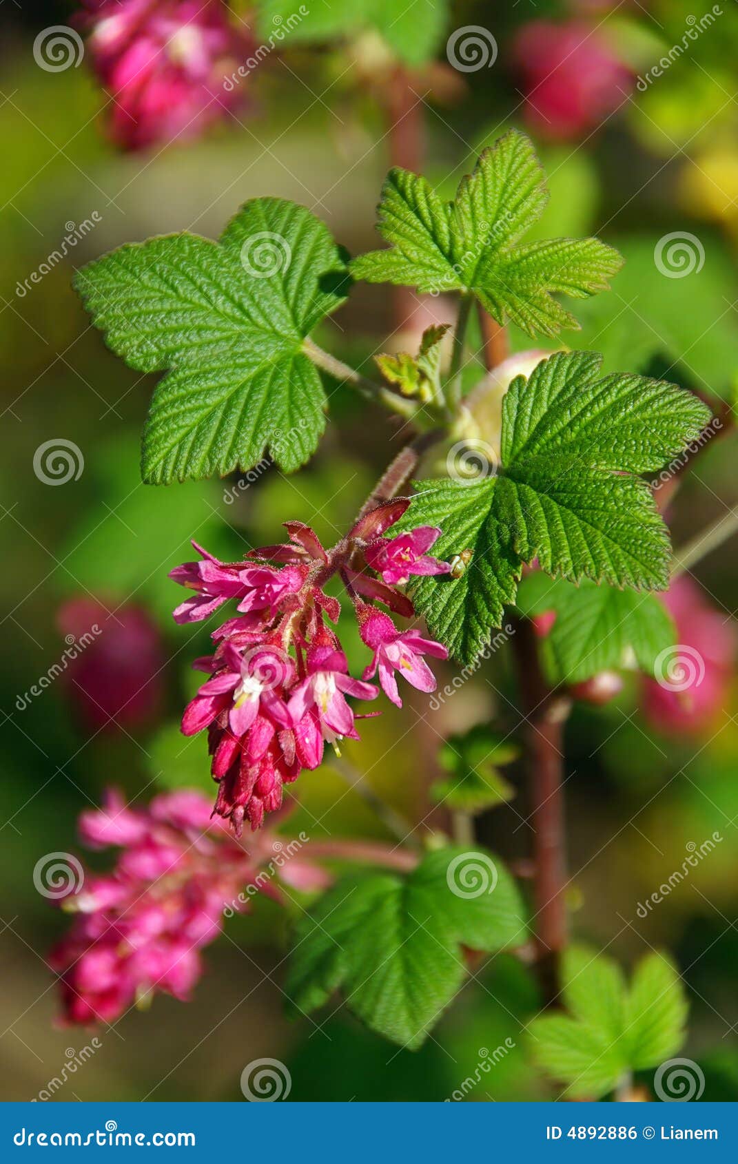 Flowering Currant 05 stock photo. Image of leaf, twig - 4892886