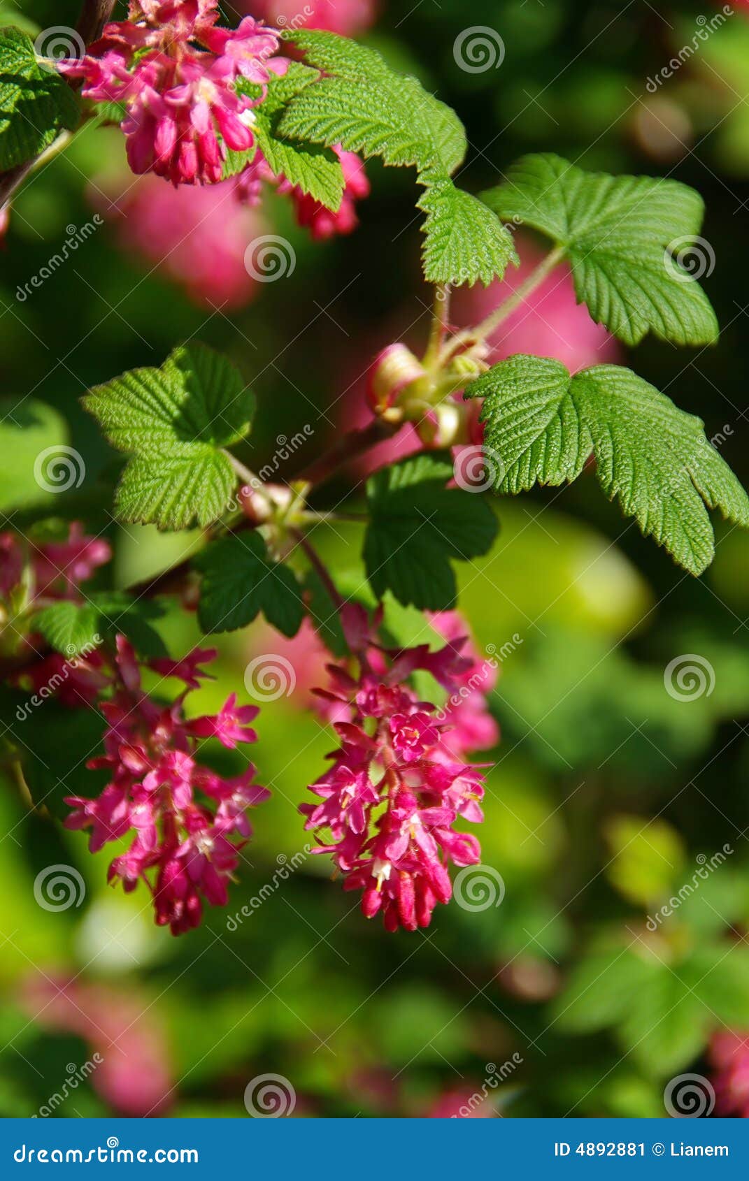 Flowering Currant stock image. Image of plant, ribes, twig - 4892881