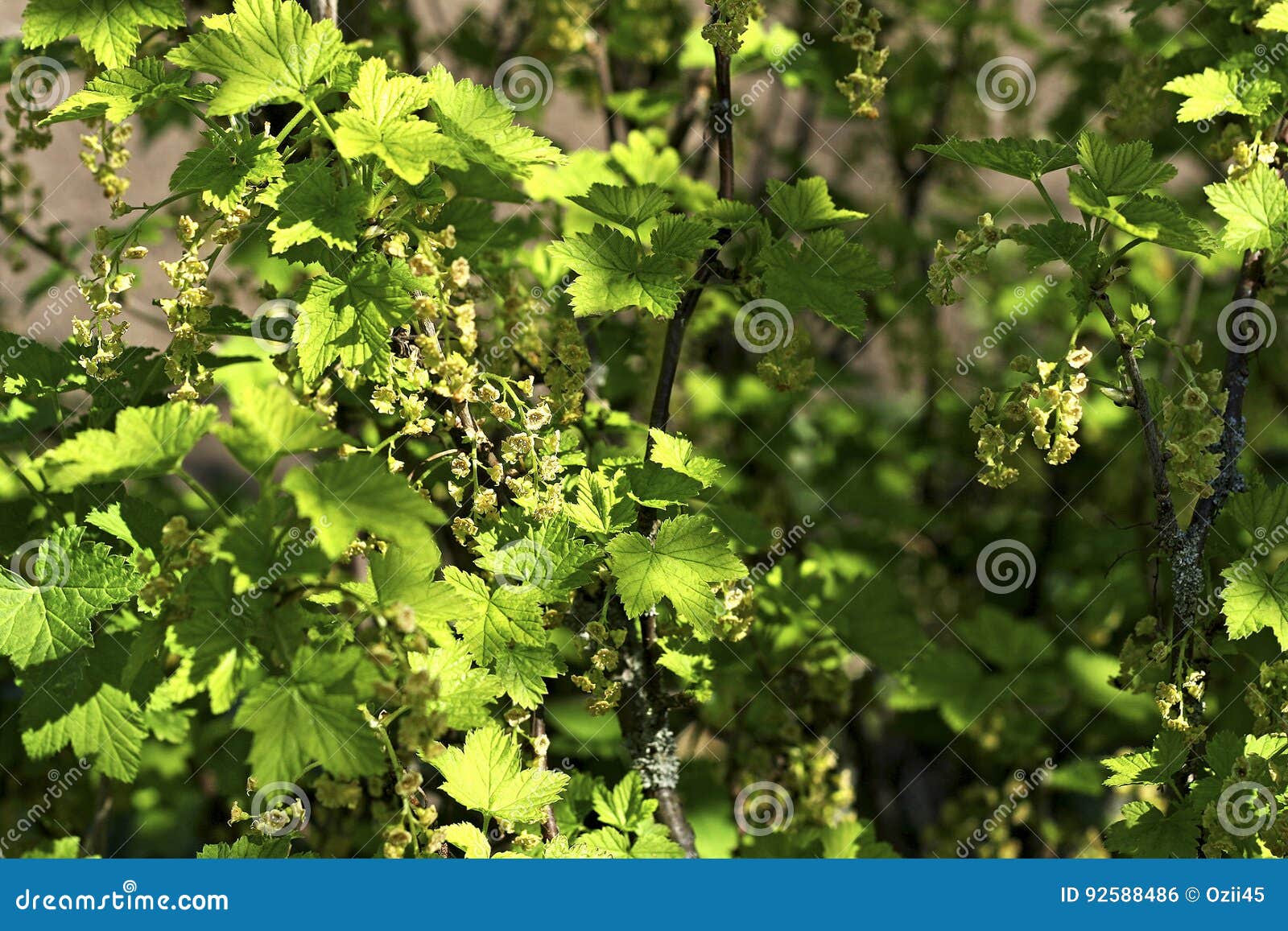 The Flowering Currant Bush. Stock Photo - Image of branches, flowering ...
