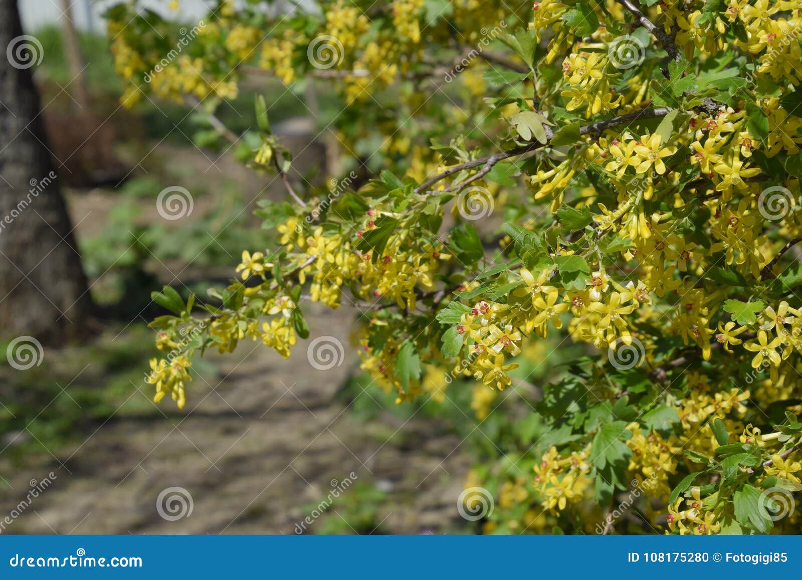 Flowering Currant Bush Gold. Stock Photo - Image of april ...