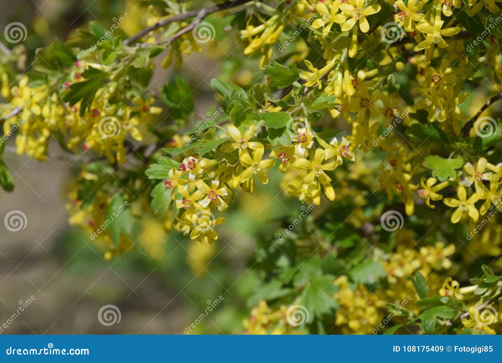 Flowering Currant Bush Gold. Stock Image - Image of horizontal, close ...