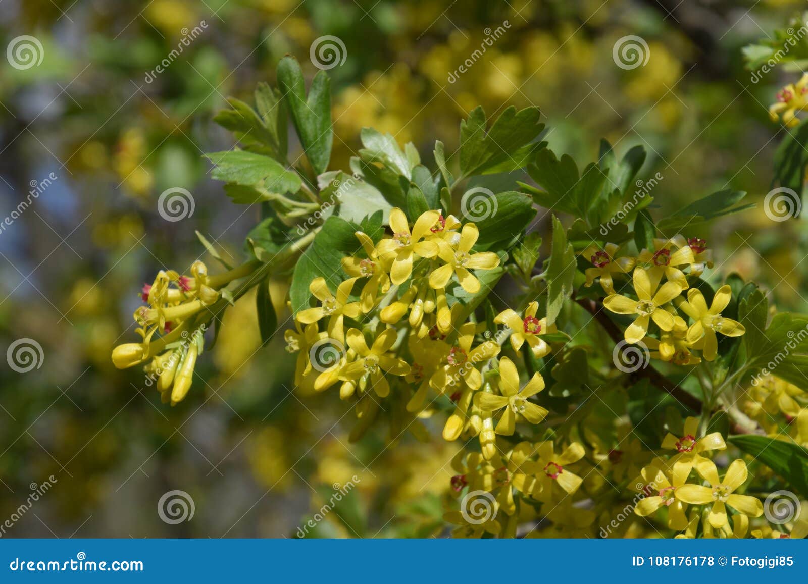 Flowering Currant Bush Gold. Stock Photo - Image of leaf, bushes: 108176178