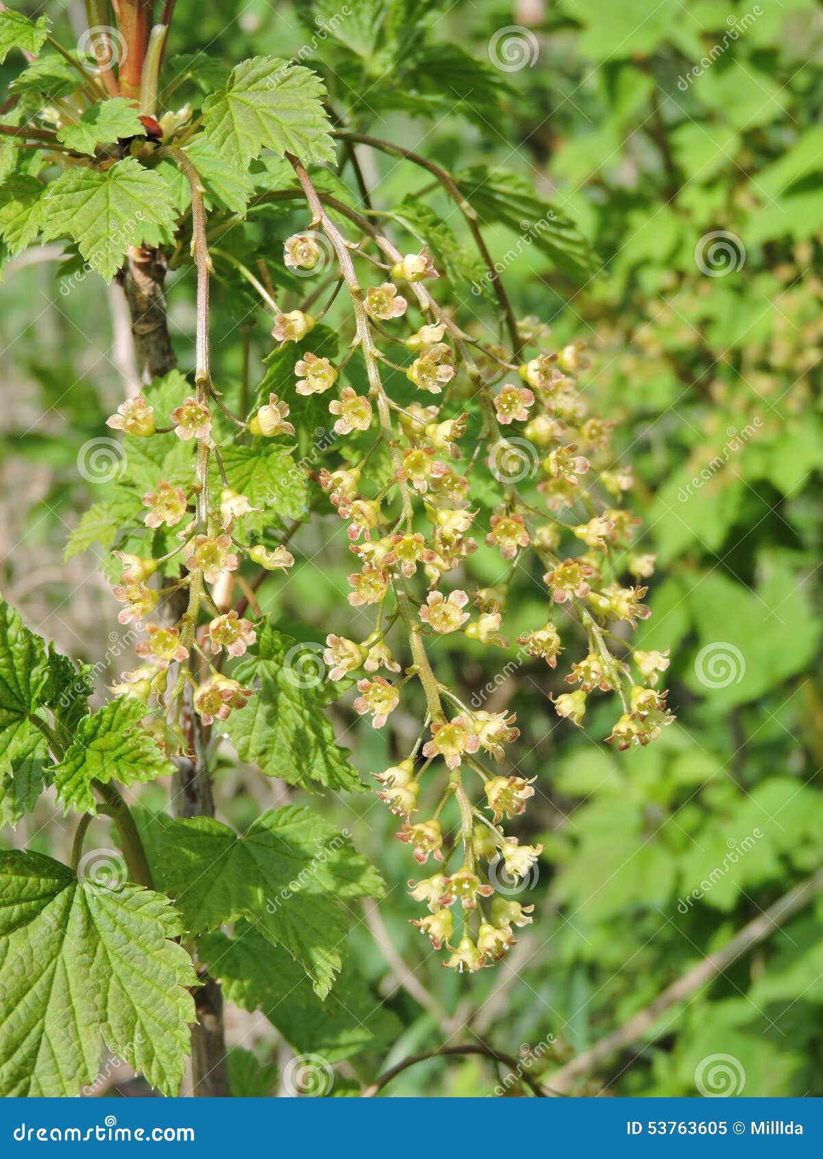 Flowering currant bush stock image. Image of flowering - 53763605