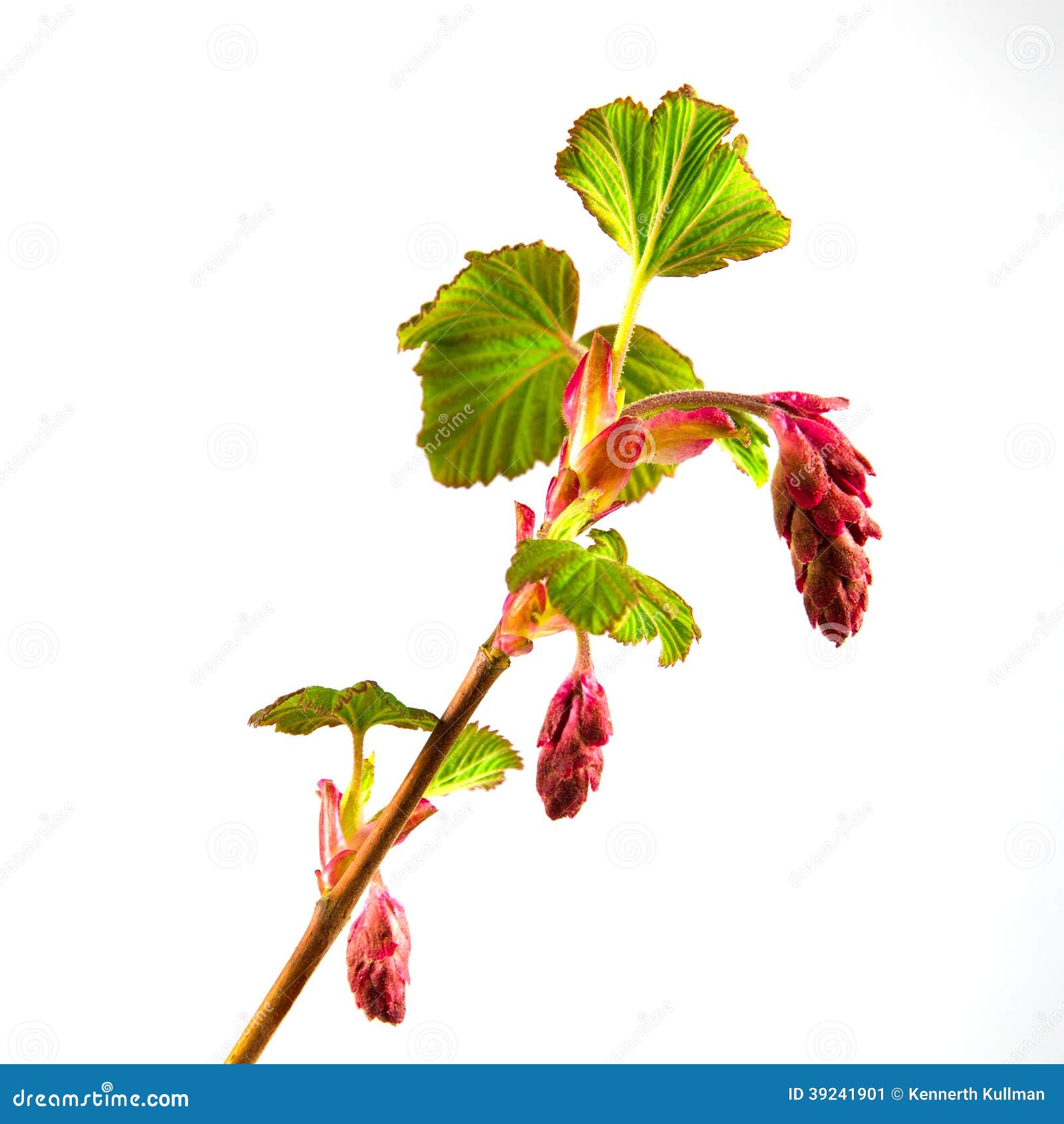 897 Currant Bud Background Stock Photos - Free & Royalty-Free Stock ...
