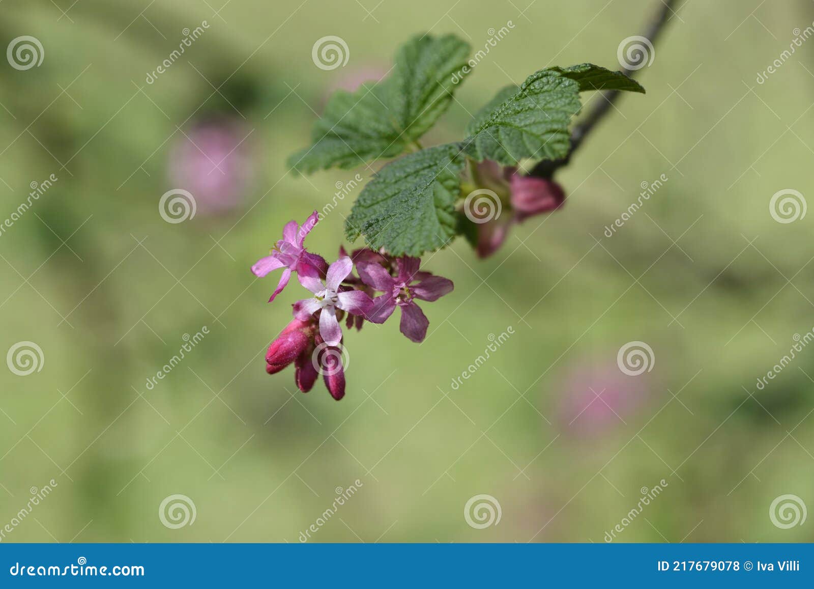 Flowering currant stock photo. Image of redflower, ribes - 217679078