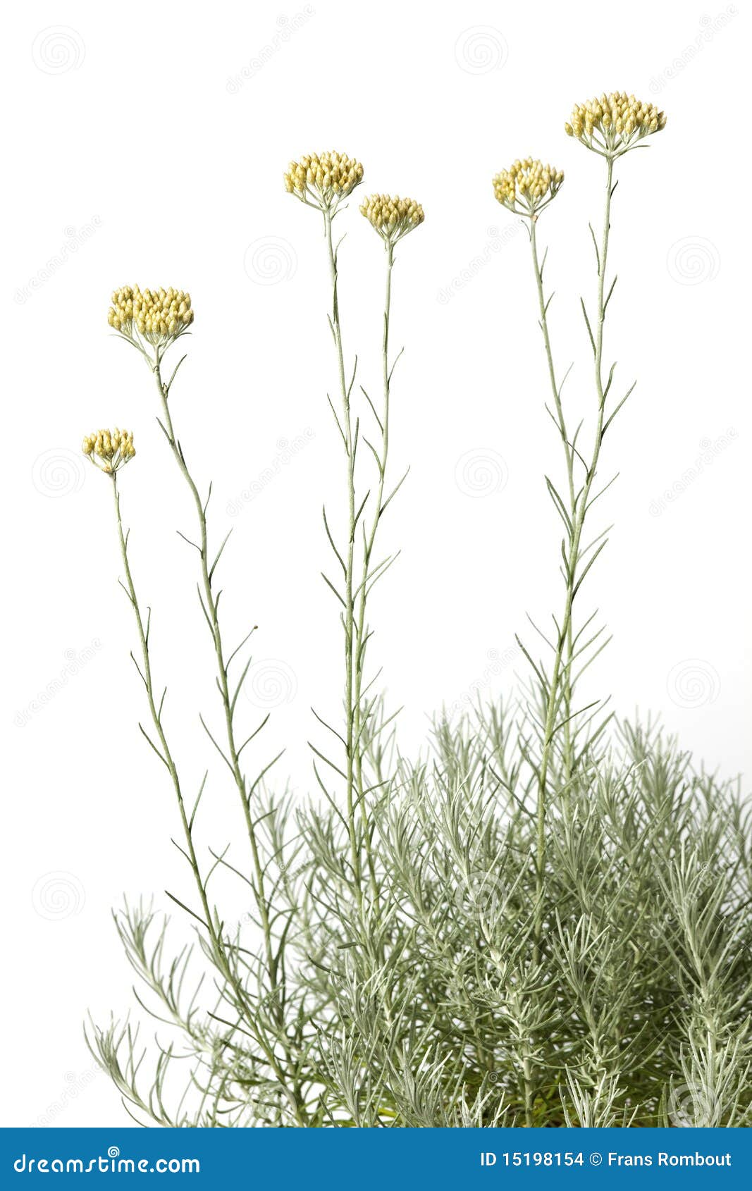 Flowering curryplant stock photo. Image of leaves, background - 15198154