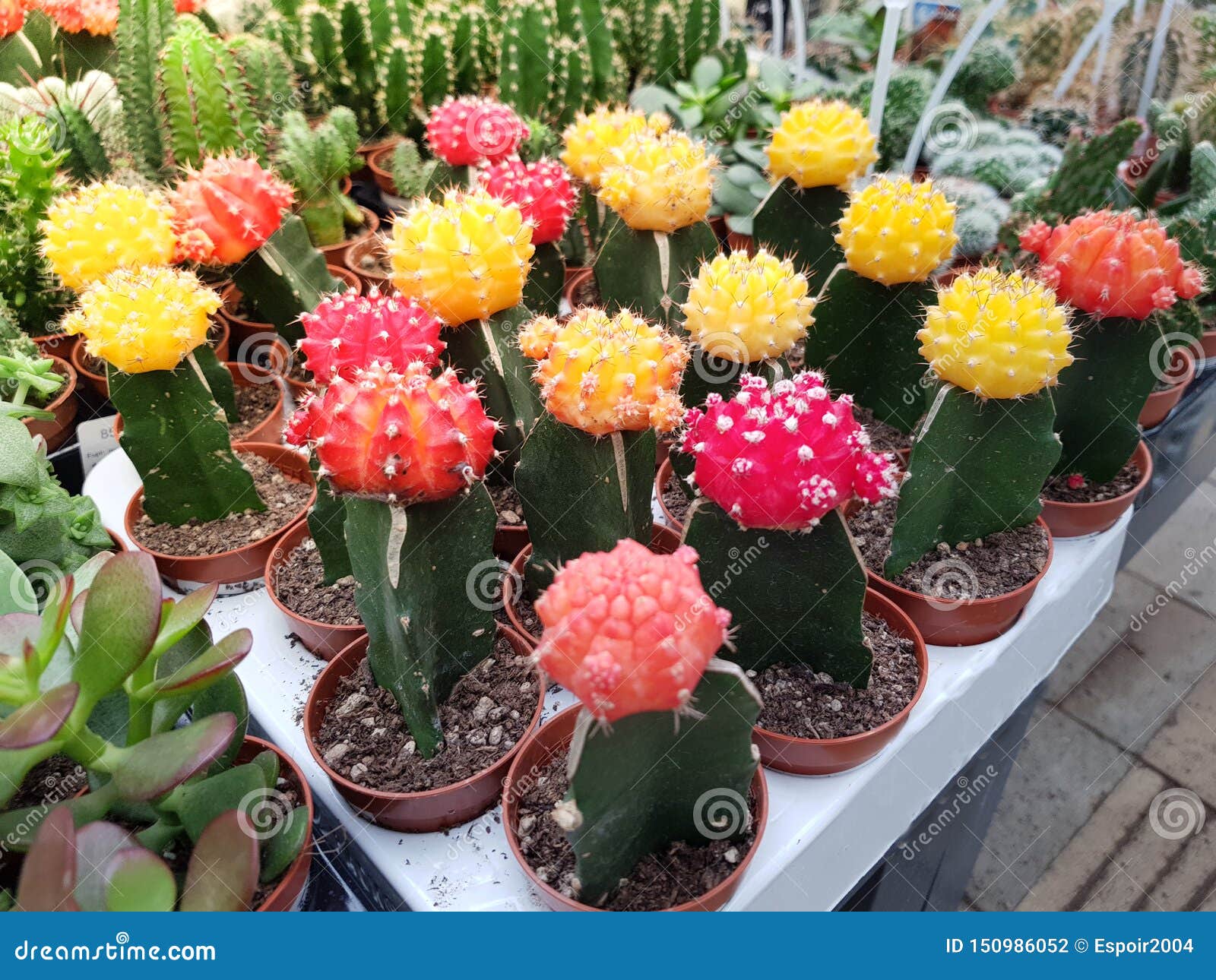 Flowering Decorative Cacti at Home. Bright Multicolored Cacti Stock ...