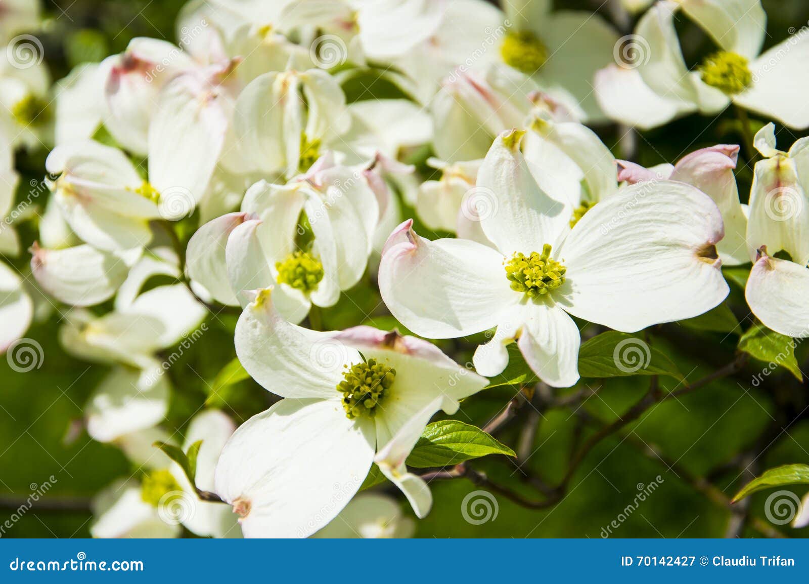 Flowering Dogwood stock image. Image of leaves, cornus - 70142427