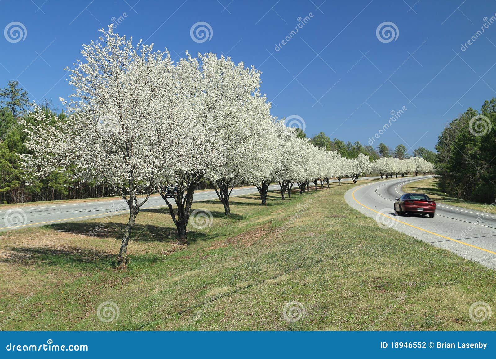 Flowering Dogwoods Lining a Road Stock Photo - Image of white, south ...
