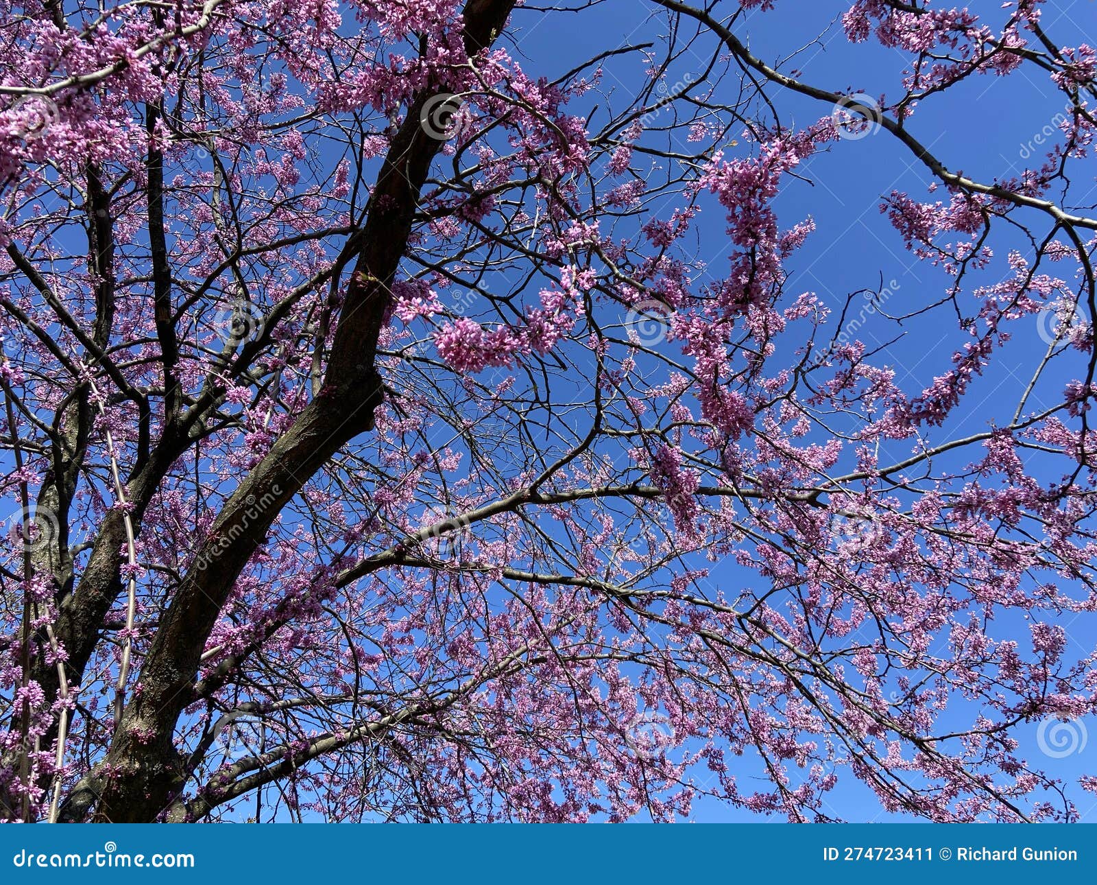 Flowering Eastern Redbud Tree in April in Spring Stock Image - Image of ...