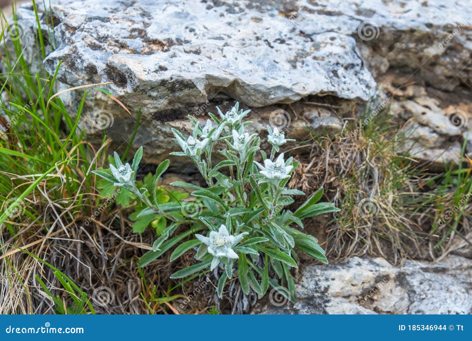 Flowering Edelweiss Flowers in the Alps Stock Photo - Image of natural ...