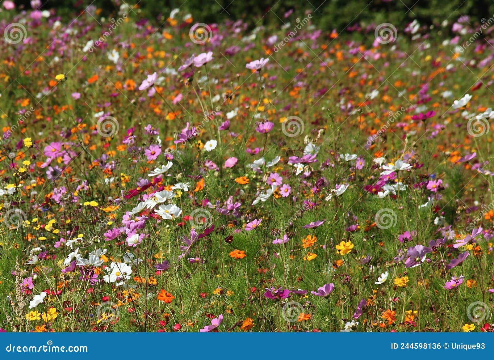 Flowering Fallow with Multiple Colors Stock Photo - Image of meadow ...