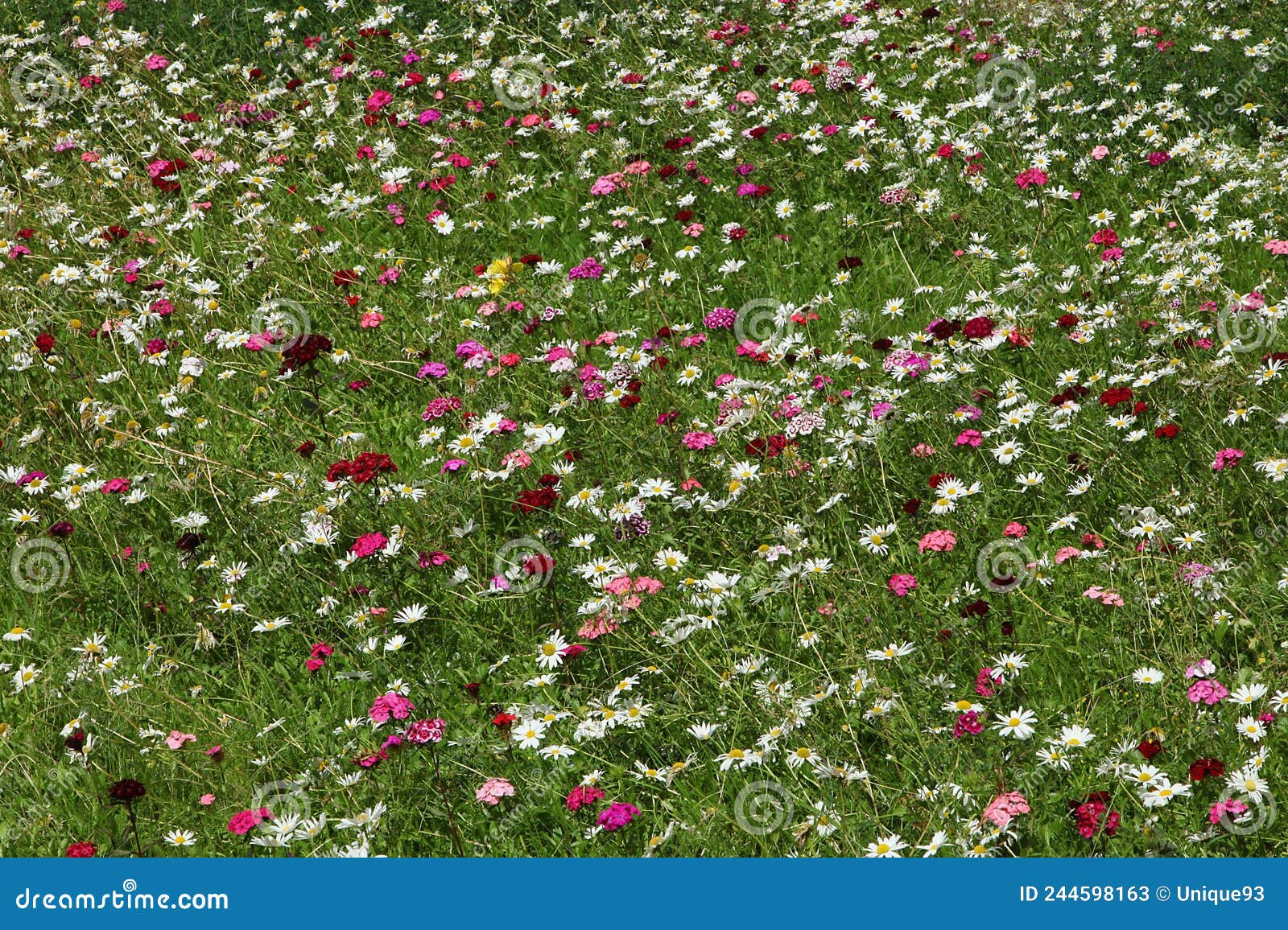 Flowering Fallow with Multiple Colors Stock Image - Image of meter ...