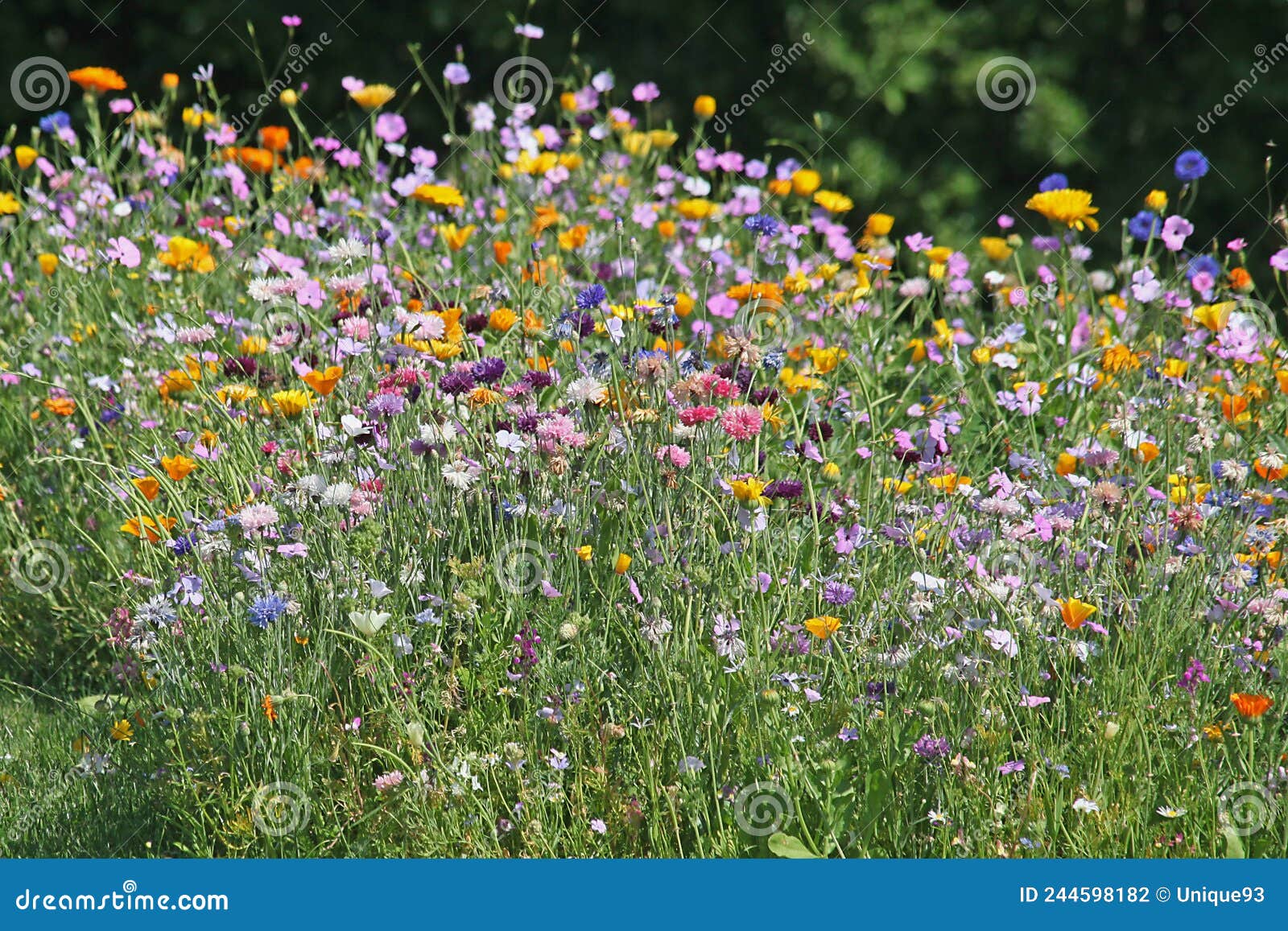 Flowering Fallow with Multiple Colors Stock Photo - Image of green ...