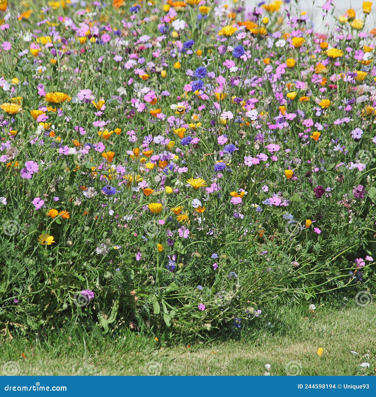 Flowering Fallow with Multiple Colors Stock Photo - Image of garden ...
