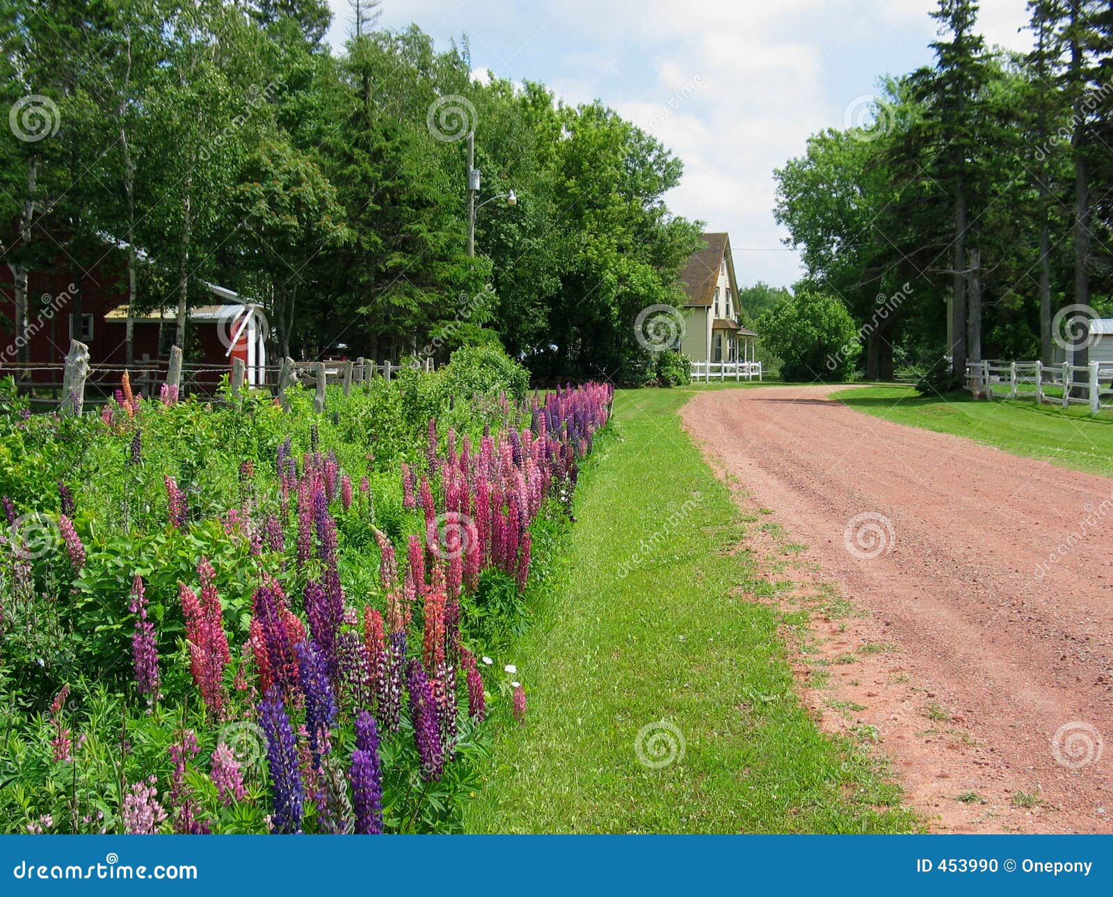 Flowering Farm Lane stock photo. Image of blooming, farmer - 453990