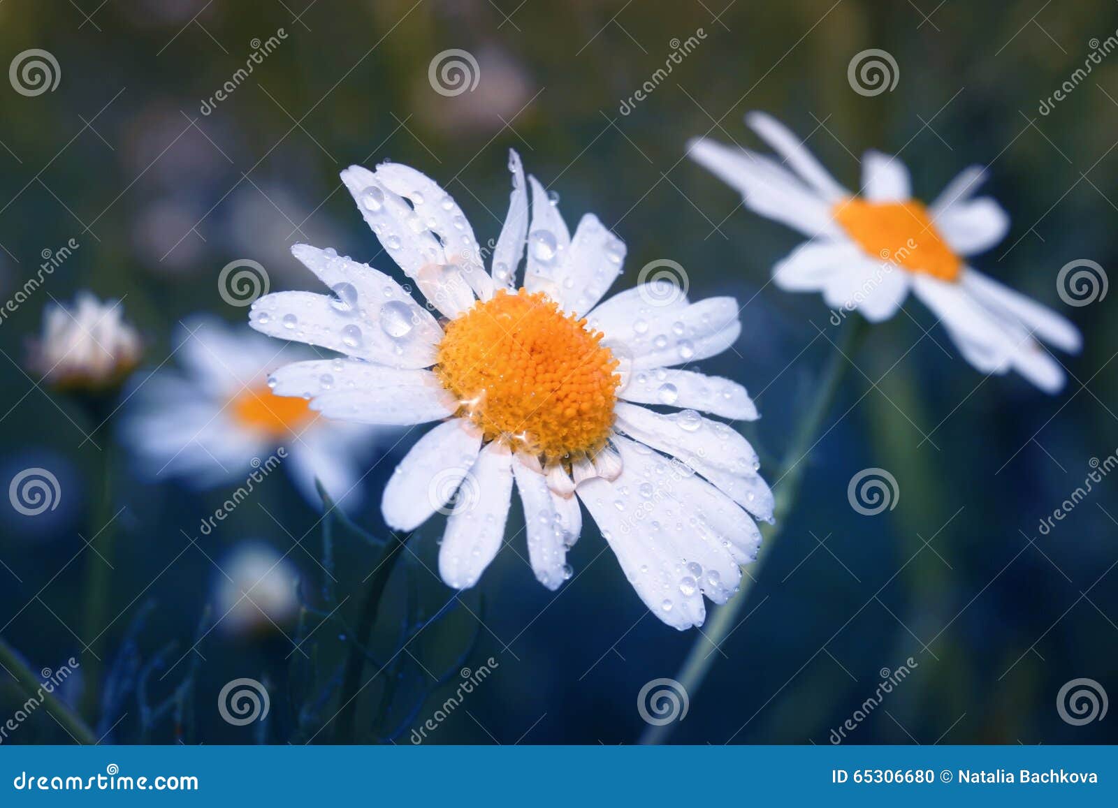 Flowering Field Delicate Daisies Stock Photo - Image of delicate ...