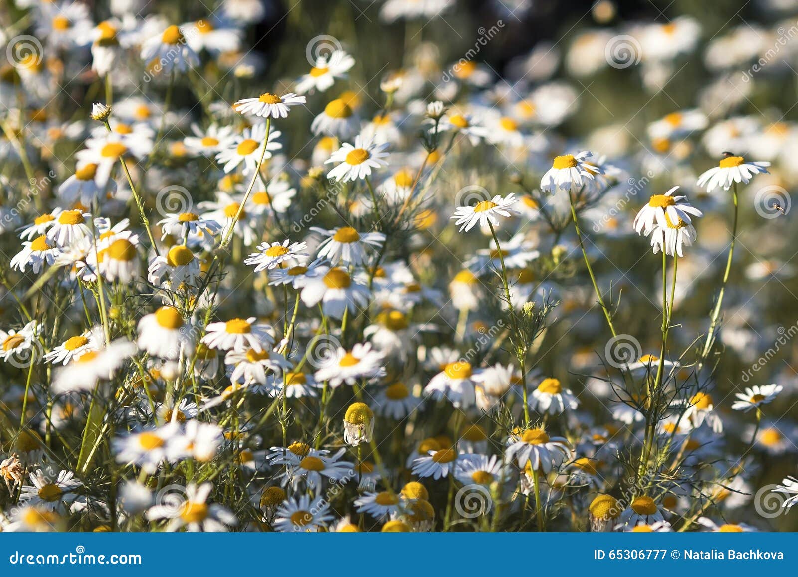 Flowering Field Delicate Daisies Stock Image - Image of flowering ...