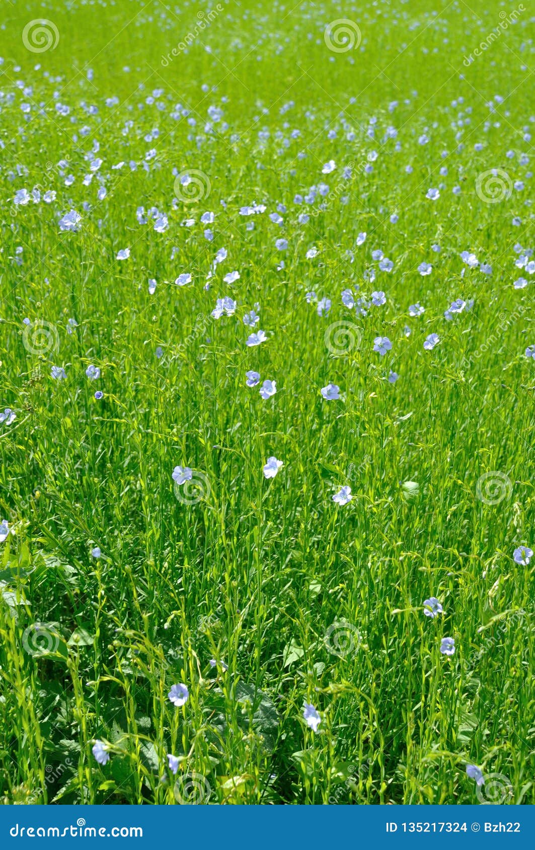 Flowering flax field stock photo. Image of flax, evolution - 135217324