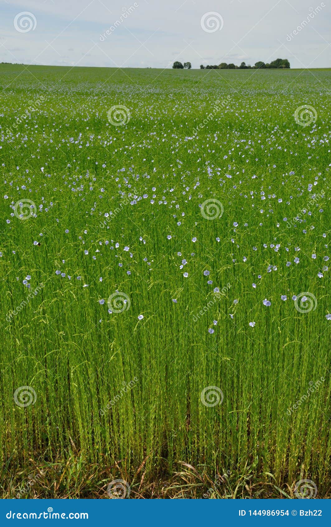 Flowering flax field stock photo. Image of material - 144986954