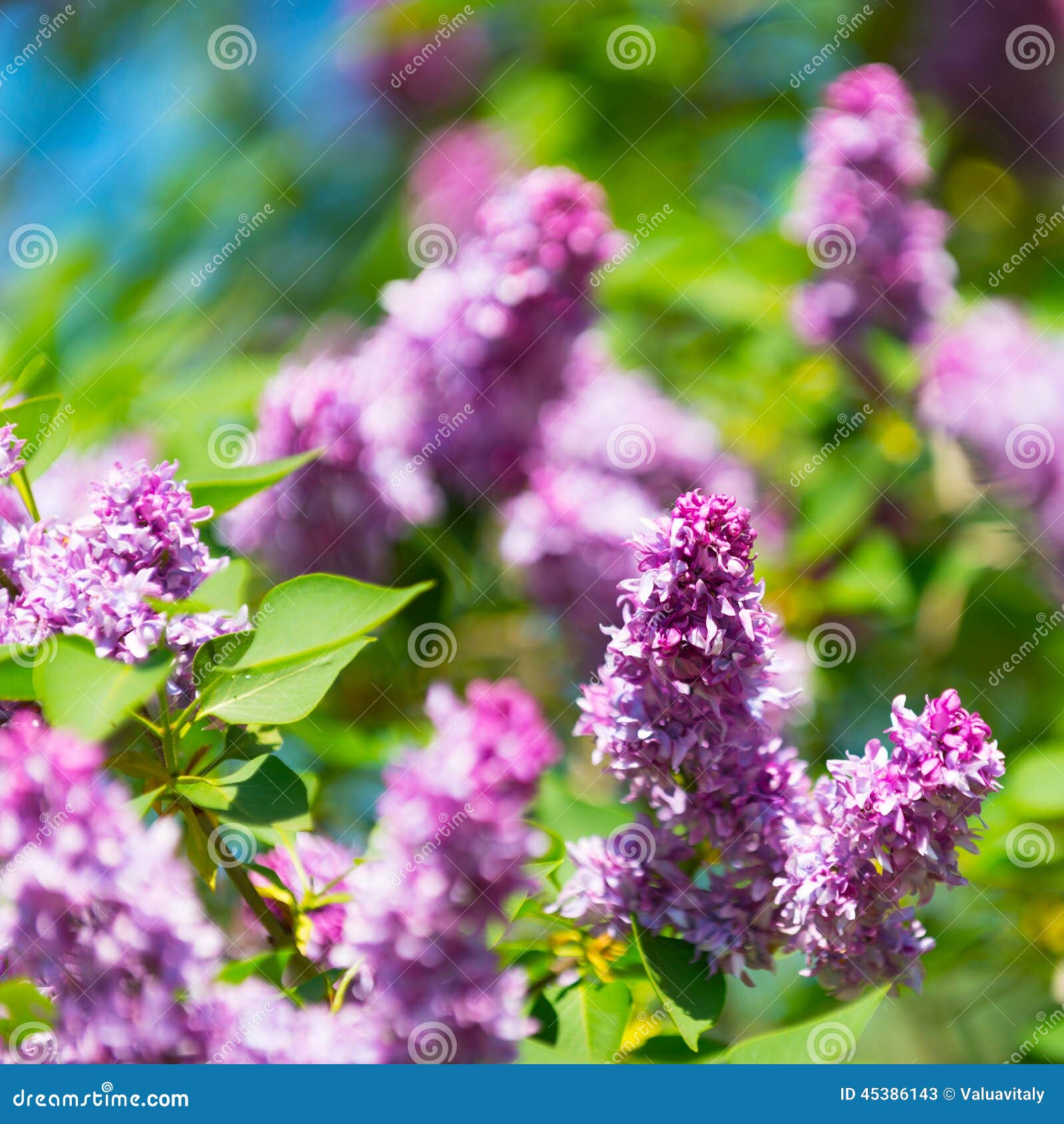 Flowering Flowers of Lilac Tree at Spring Stock Image - Image of leaf ...